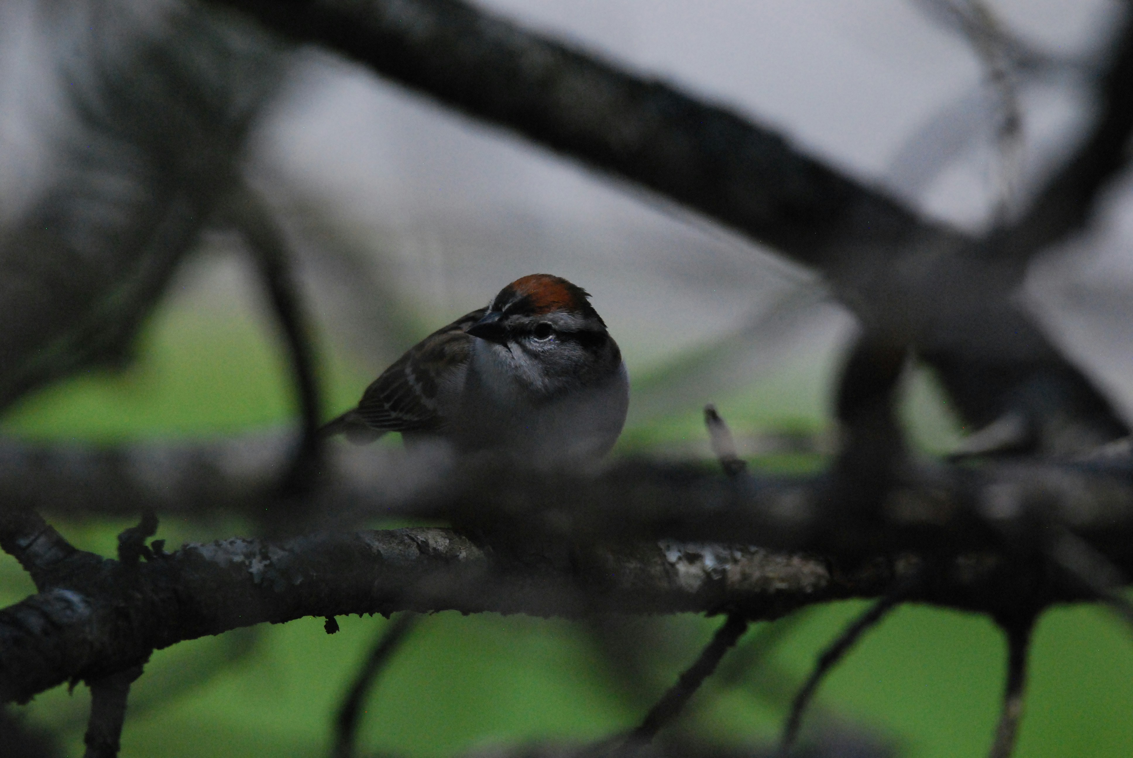 Hidden Warbler: a patient perched silhouette behind tangled branches