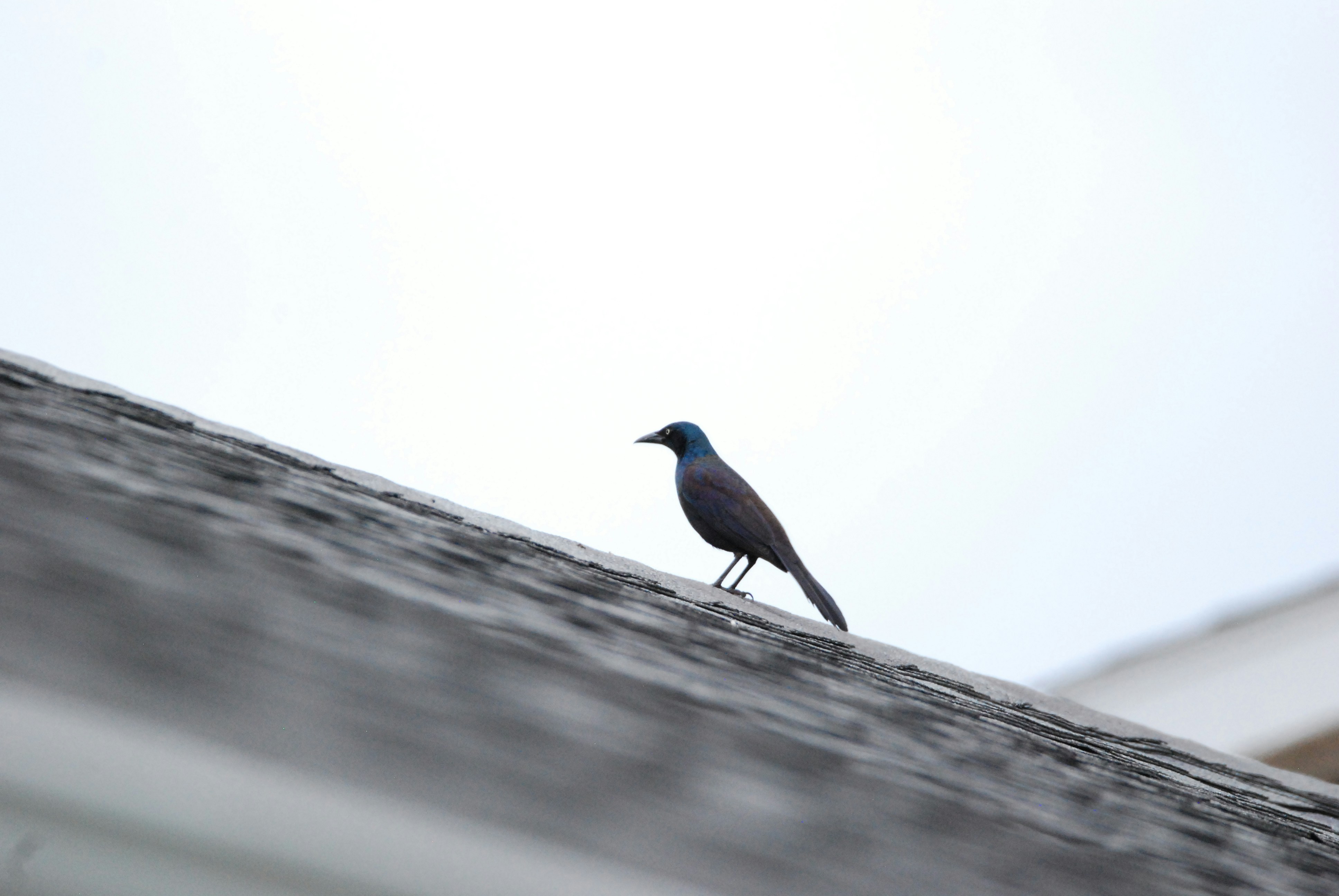 Ridge Watcher: A lone crow on weathered shingles under a pale sky