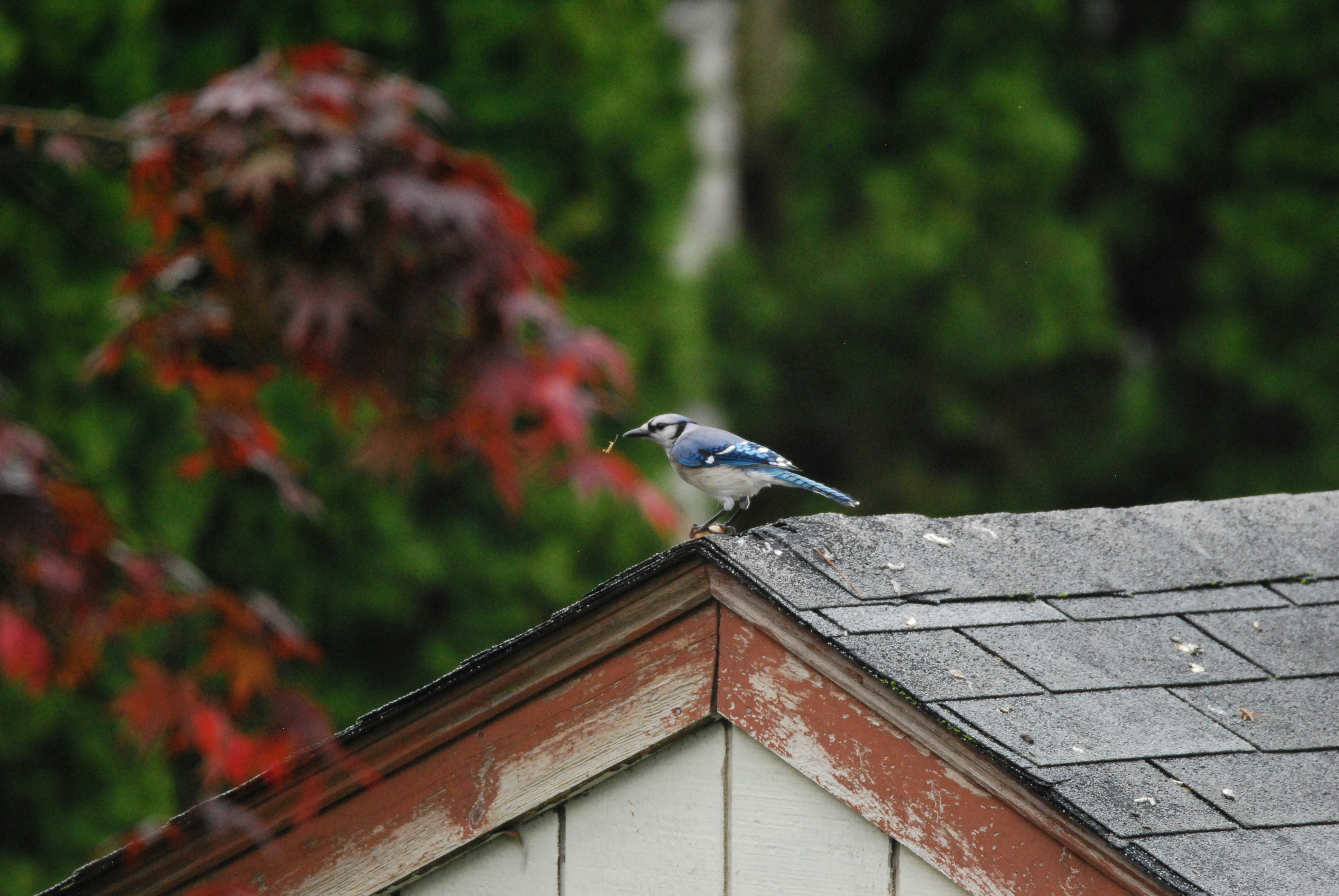 Blue-Gray Songbird Perched on a Weathered Roof Edge