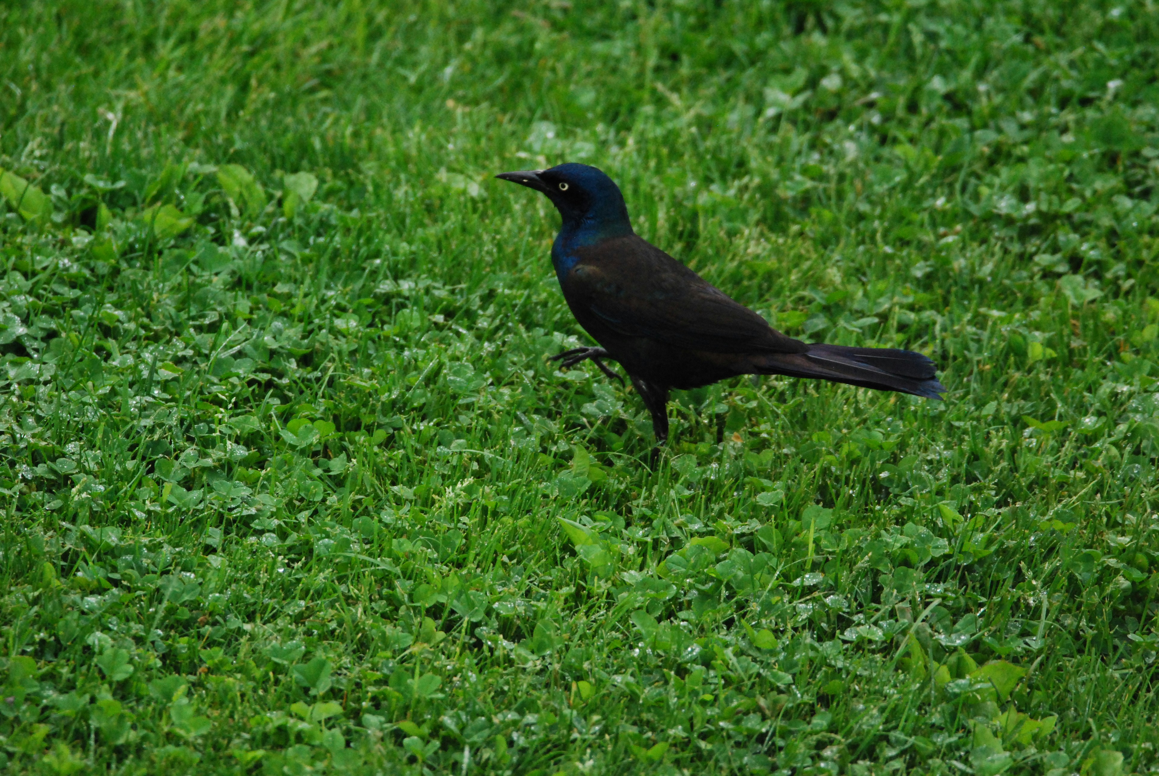 A blackbird with a striking blue sheen stands alert on a lush green lawn.