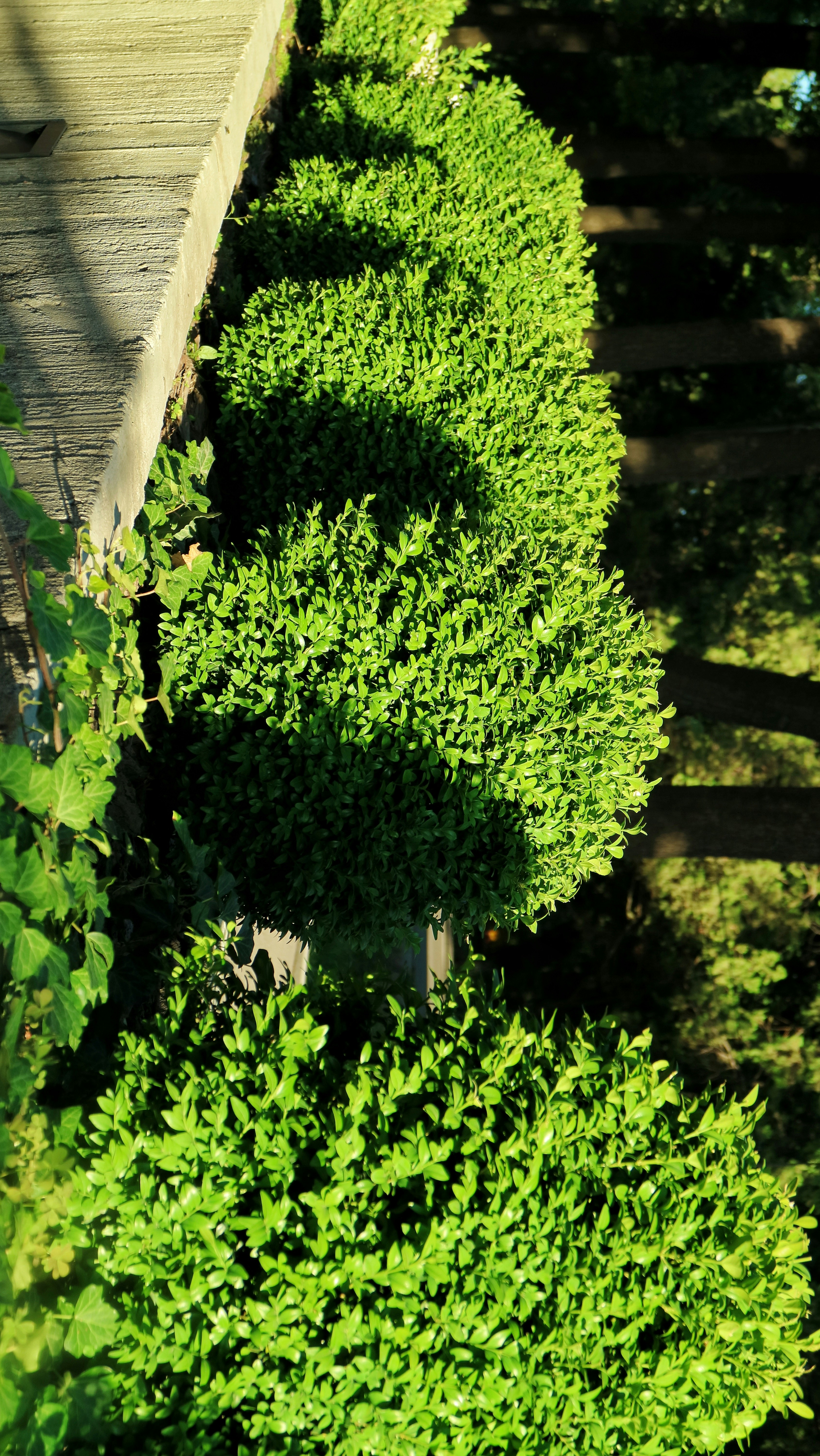 a hedge is growing next to a building