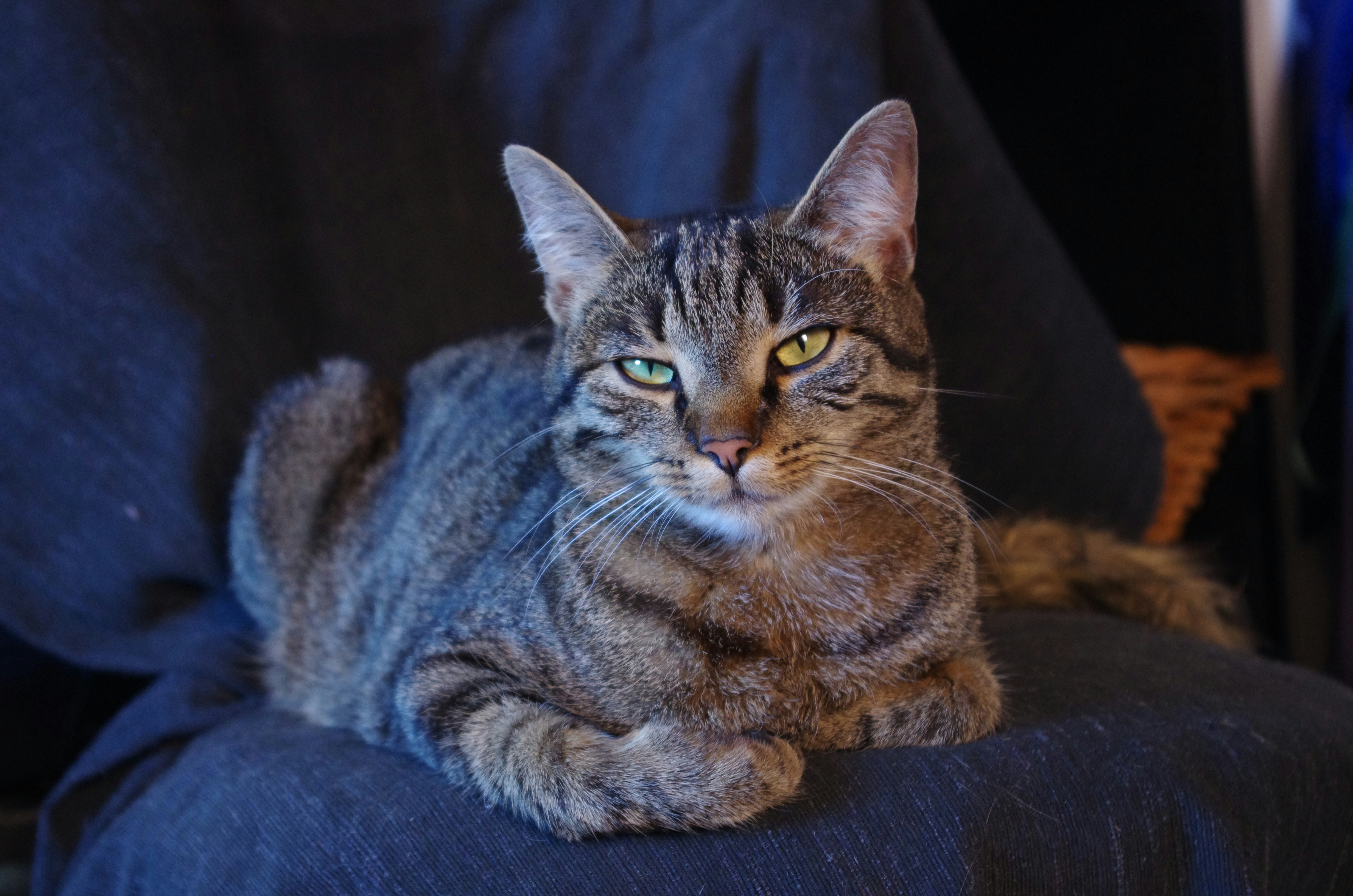 Un chat est assis sur une chaise bleue photo – Photo Chat Gratuite sur ...