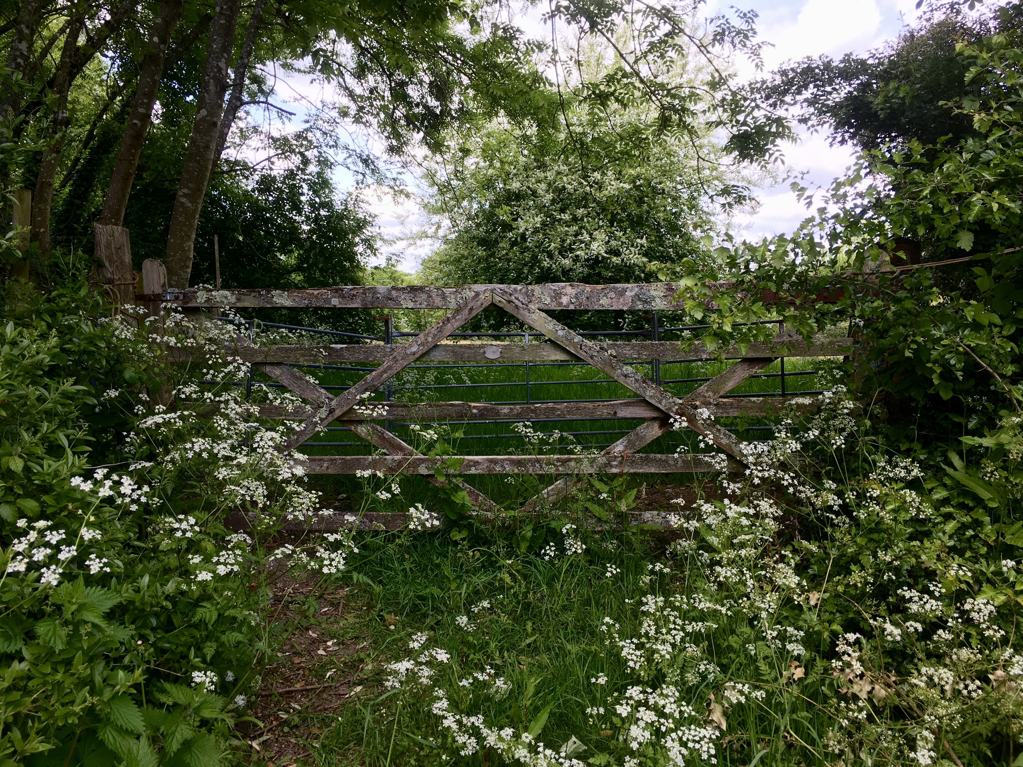 Weathered Gate Framed by a Sea of White Blooms