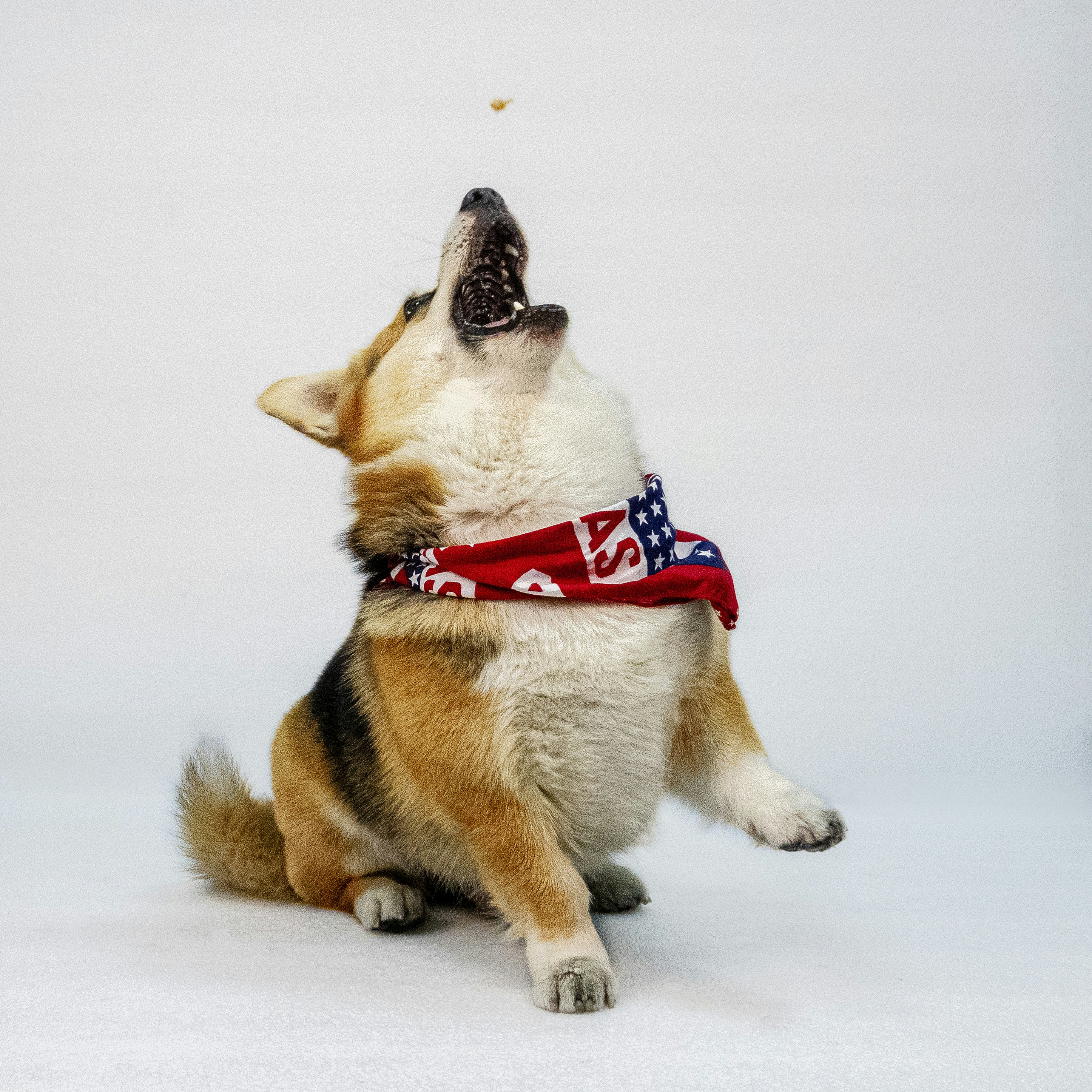 Corgi catching a treat mid-air, wearing a festive bandana. The playful expression captures the joy of the moment.