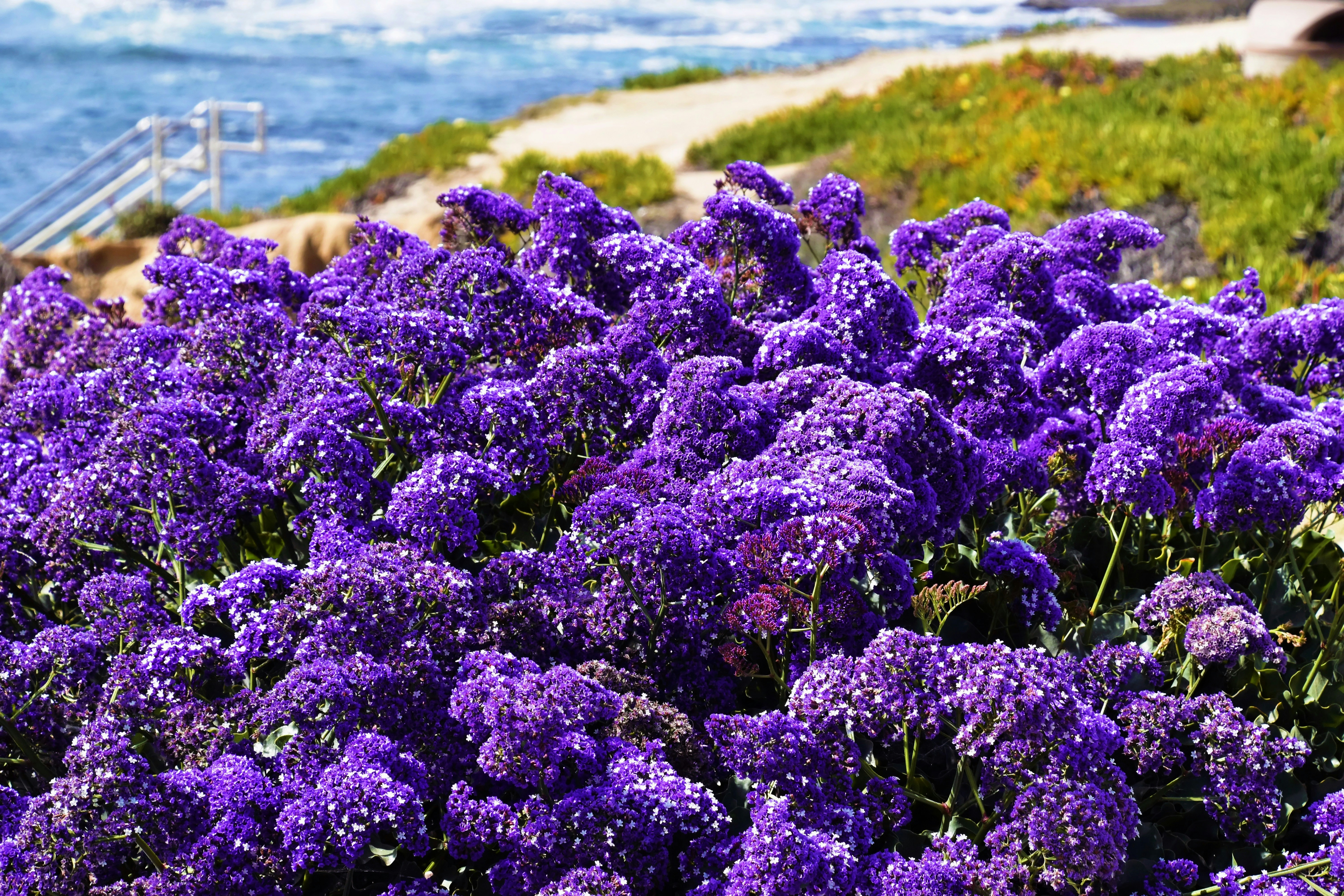 a field of purple flowers next to the ocean