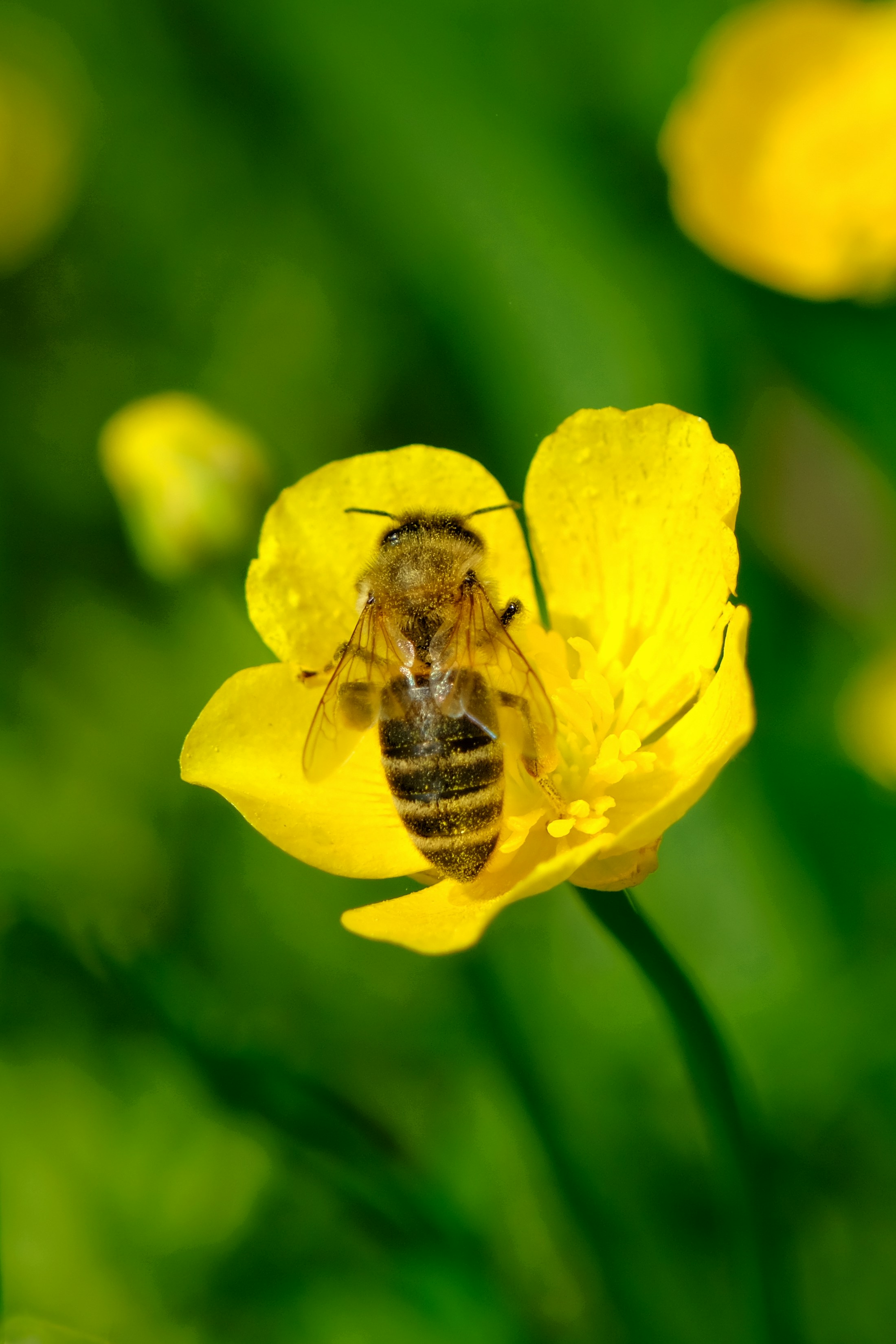 Golden Buzz on a Sunlit Yellow Blossom
