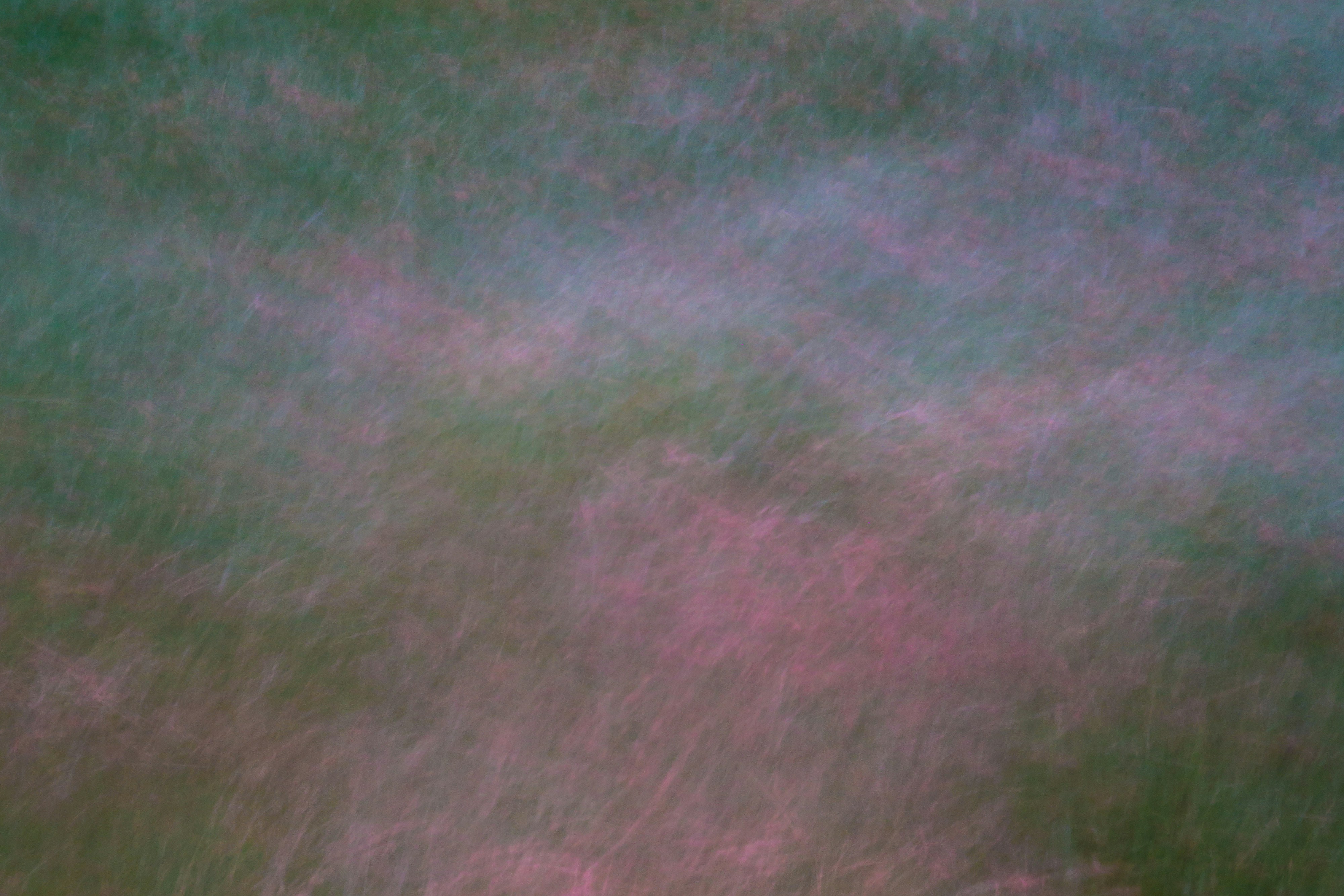 Blurred pink and green hues create an abstract effect of grass swaying in the wind.