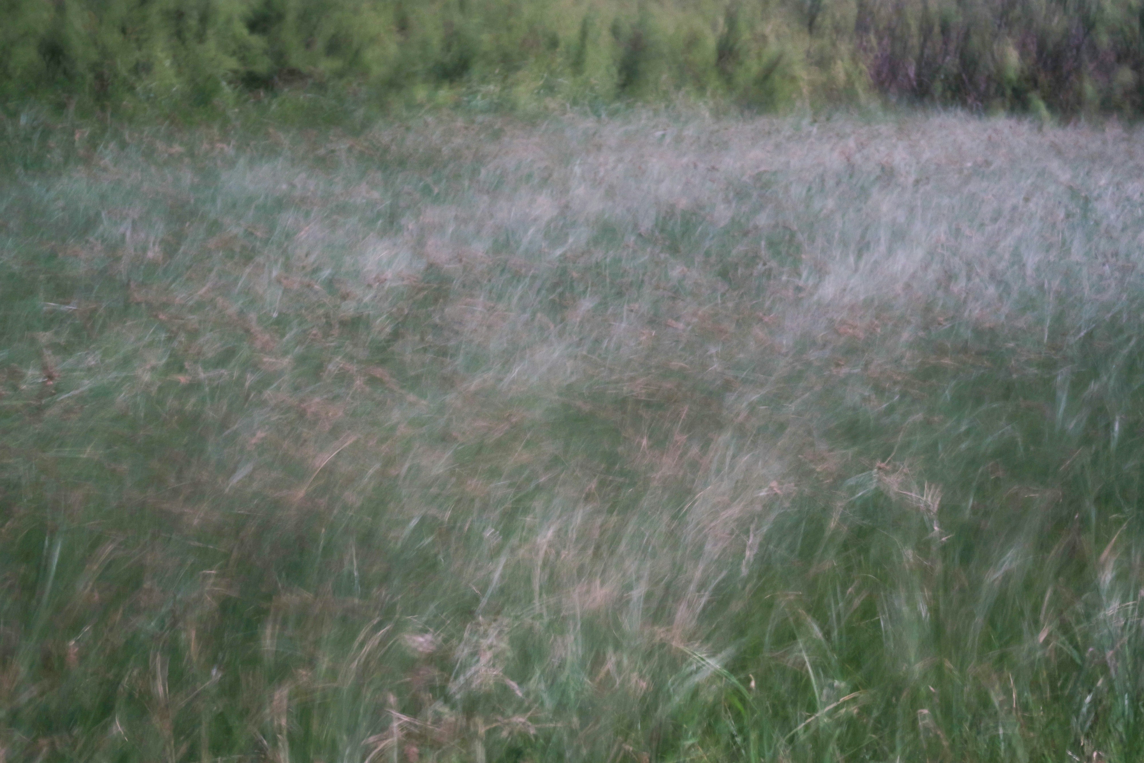 Blades of grass sway gently in the wind against a lush green backdrop.