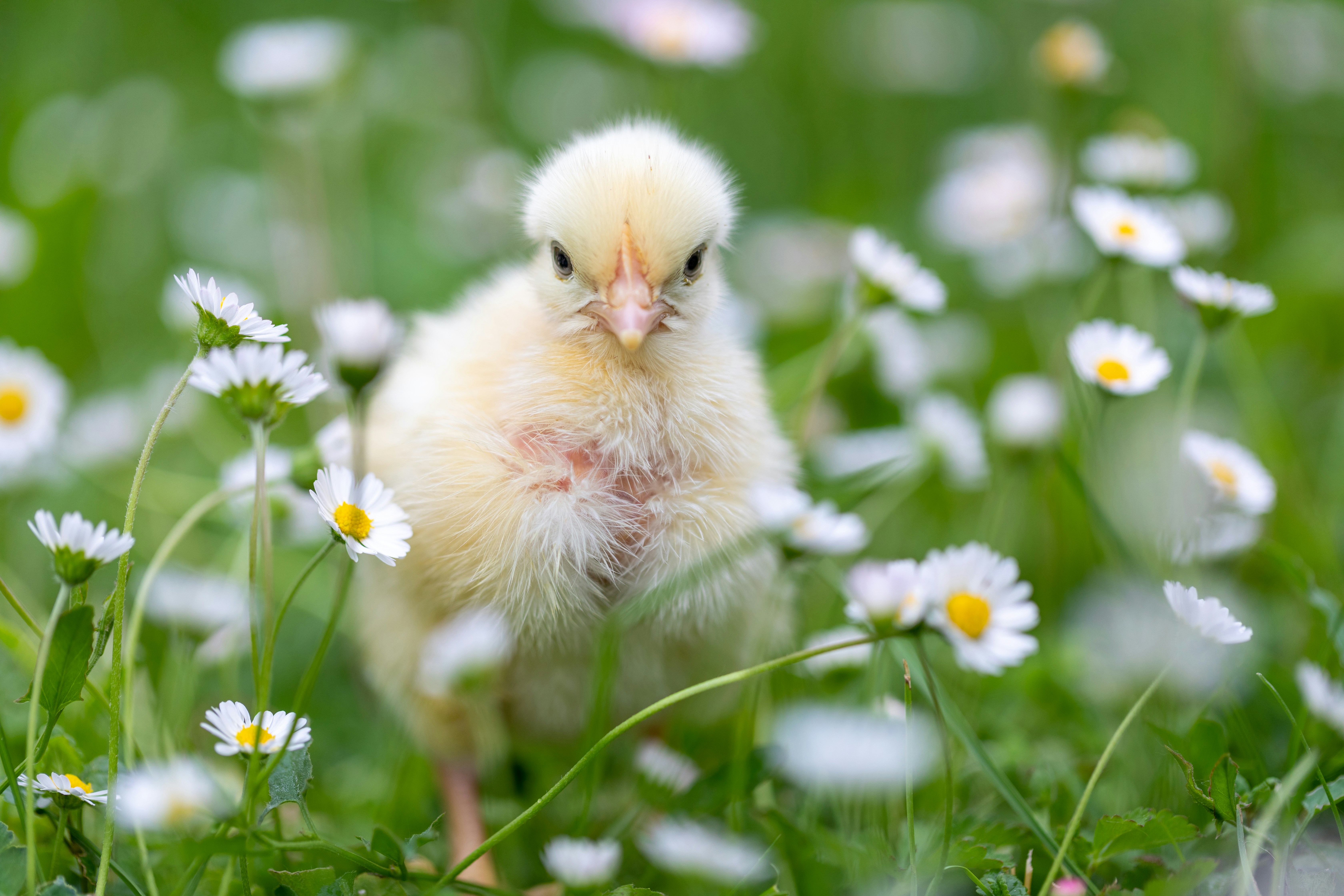 A small chicken standing in a field of daisies photo – Free Plant Image ...