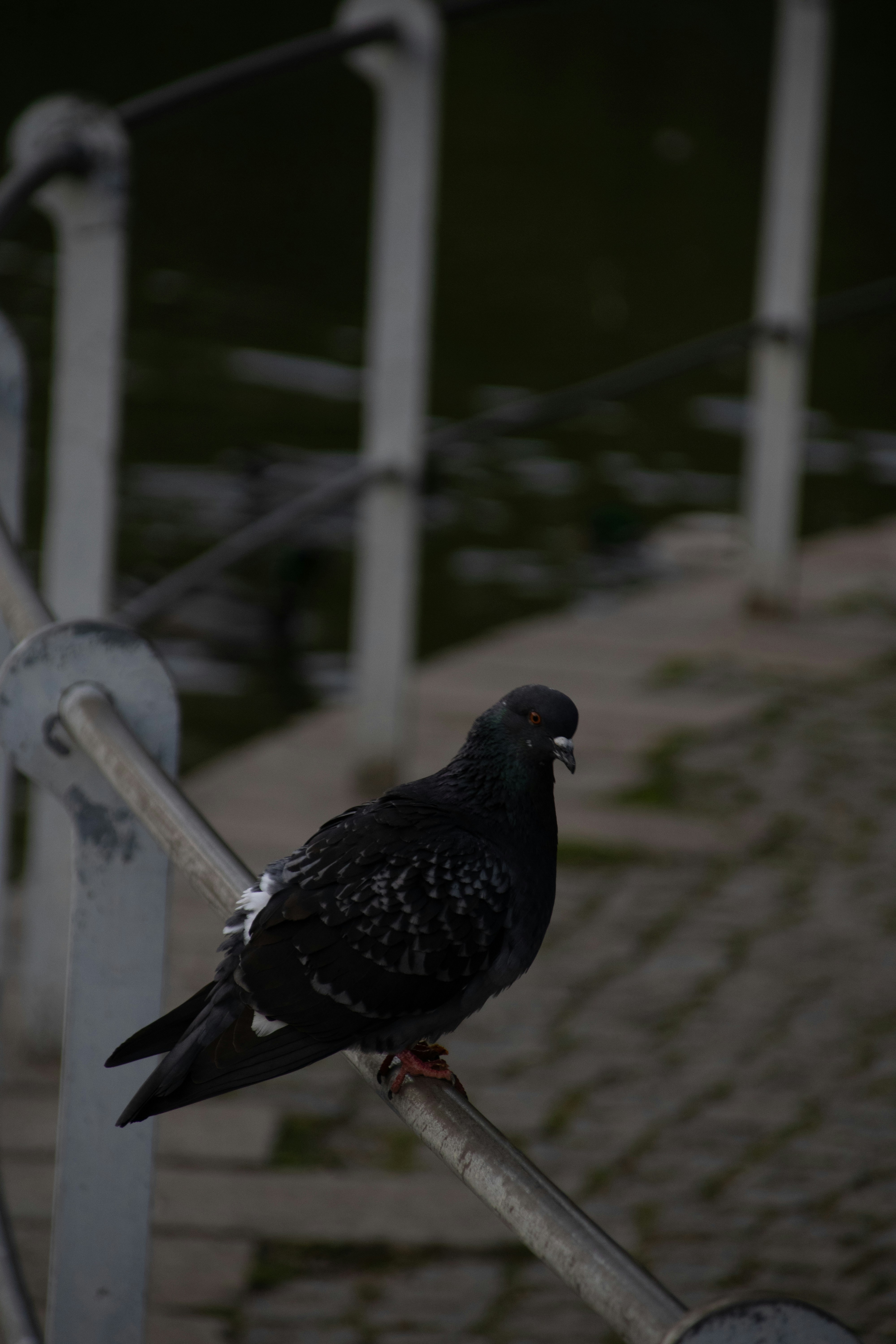 Un oiseau noir est assis sur une balustrade photo – Image gratuite de ...