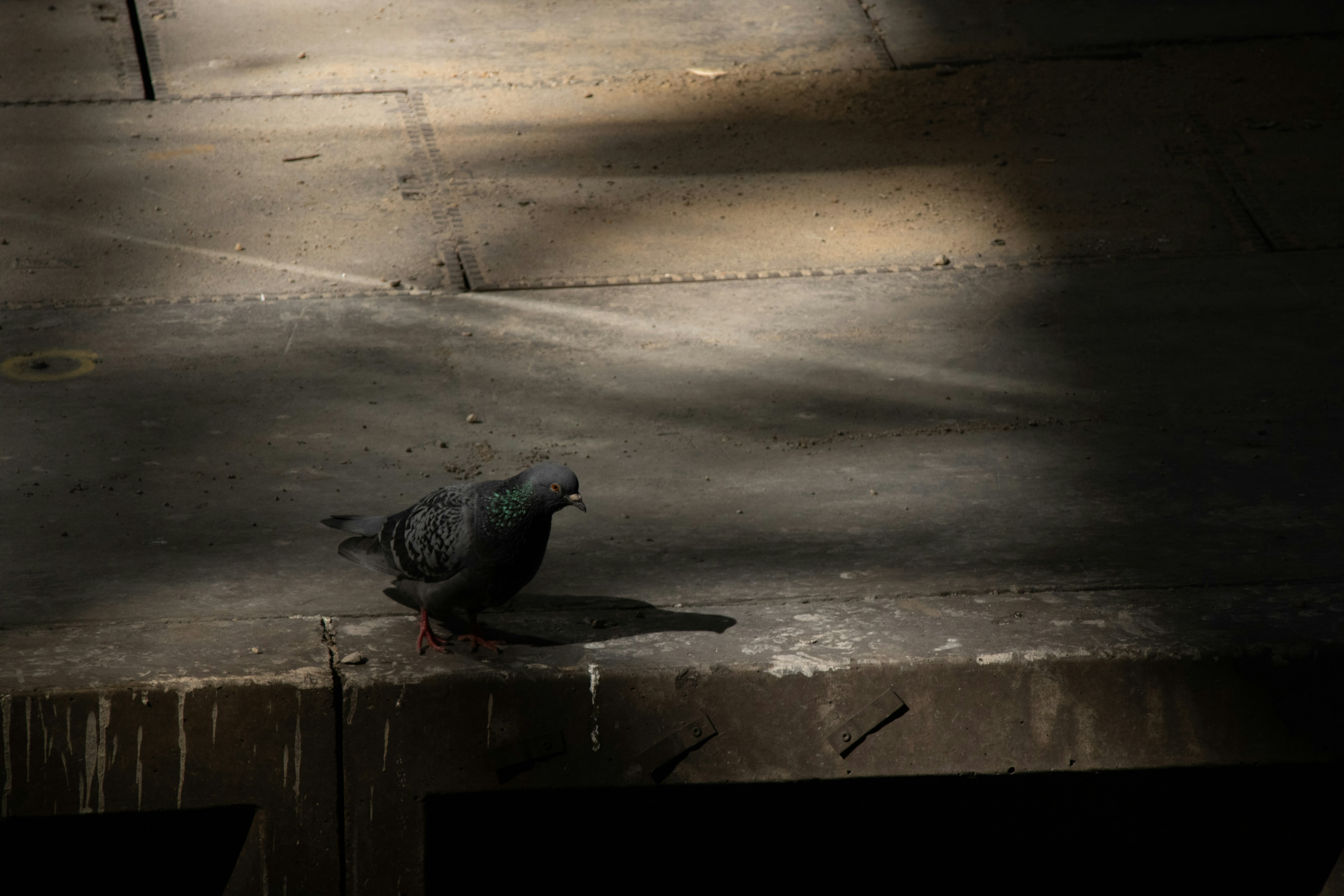 A lonely bird at a train station with light and shadow