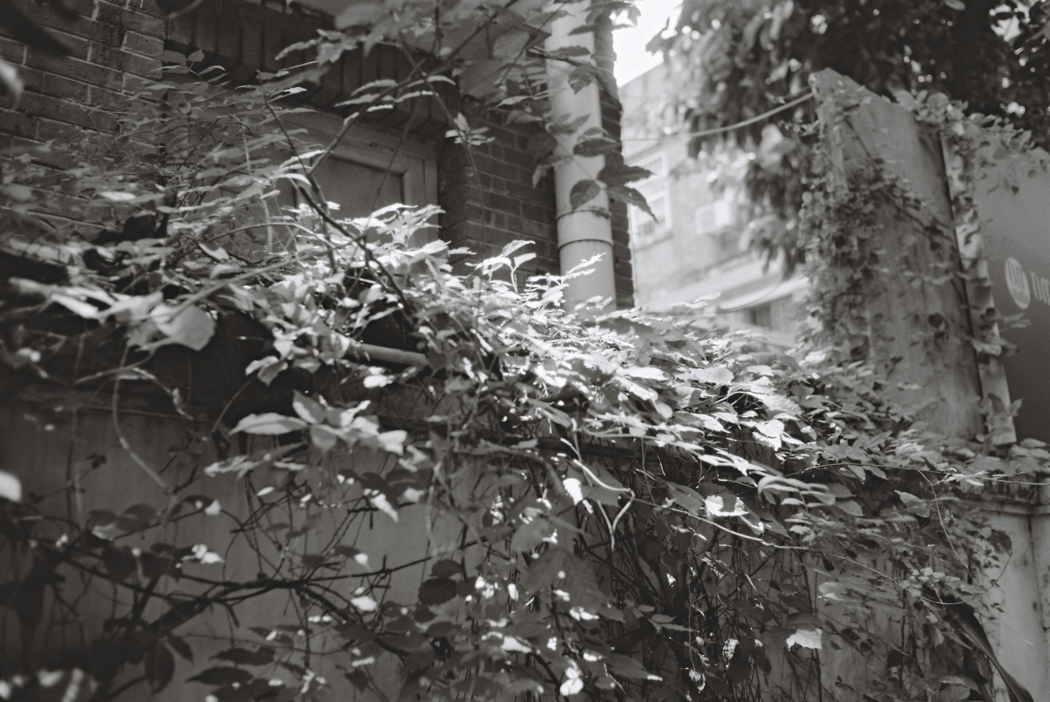 Ivy Veil on a Weathered City Facade