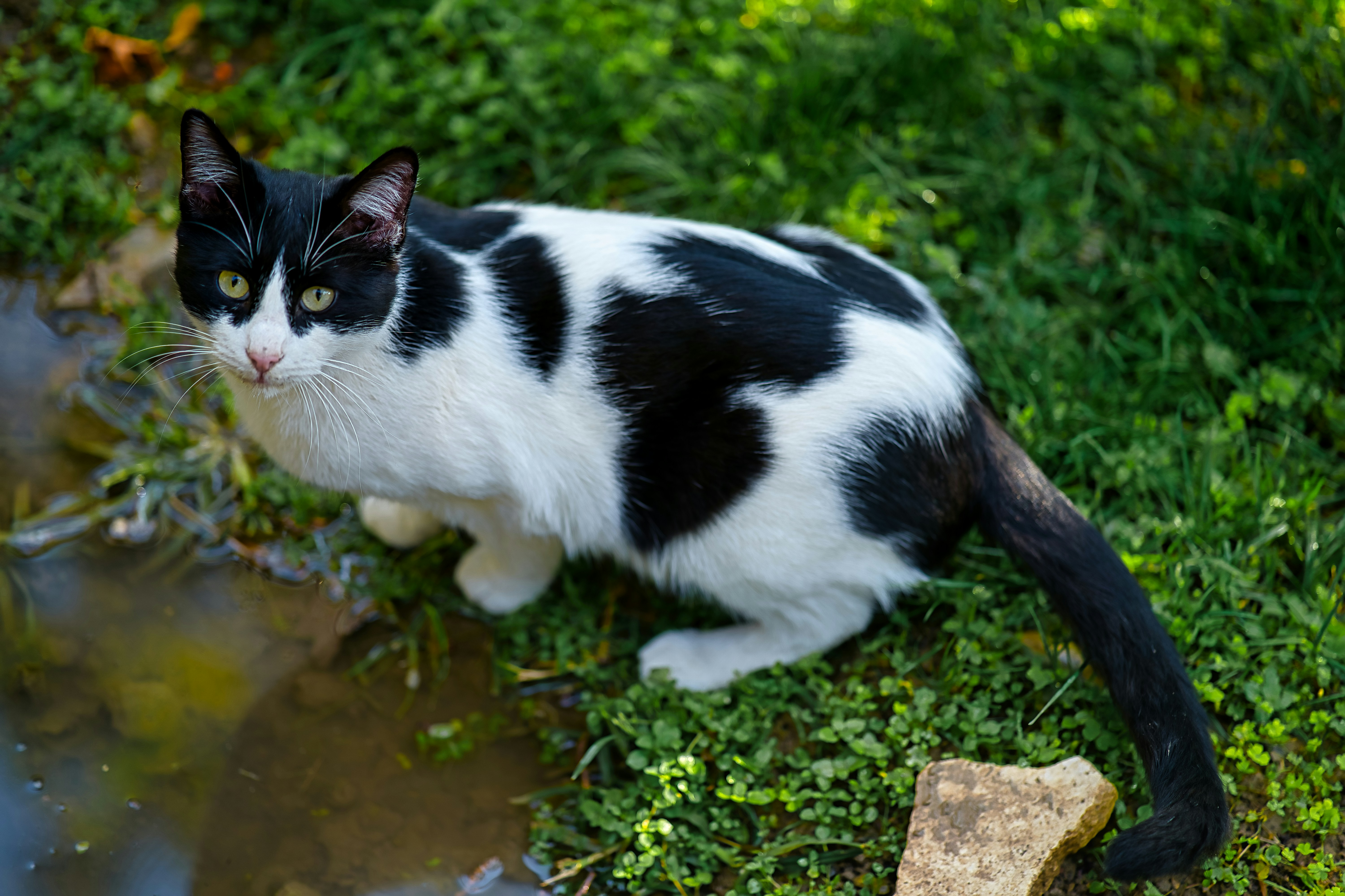 A black and white cat curiously exploring the lush greenery near a small water body.