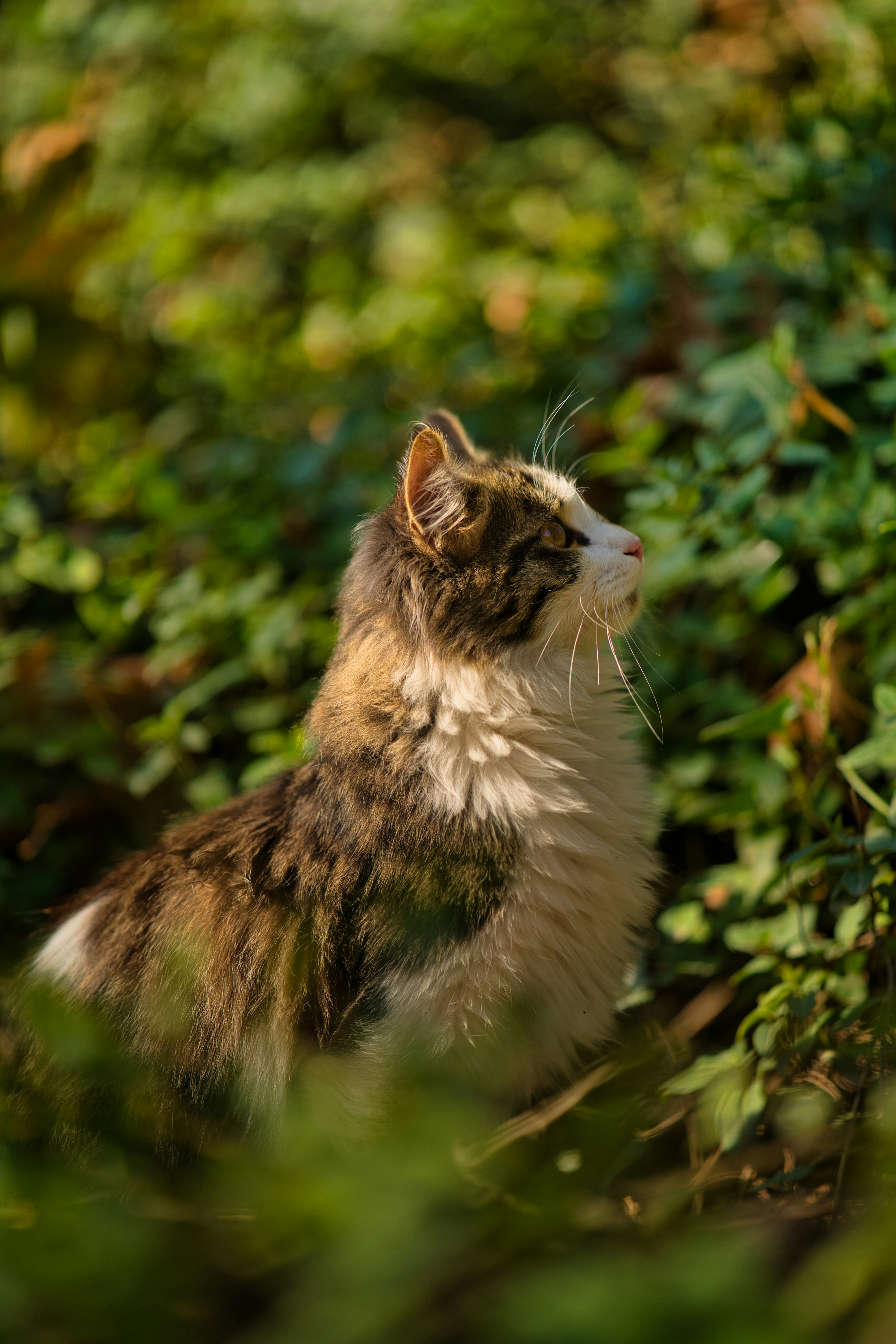 A fluffy cat gazes thoughtfully amidst a backdrop of lush greenery, highlighting its serene demeanor.
