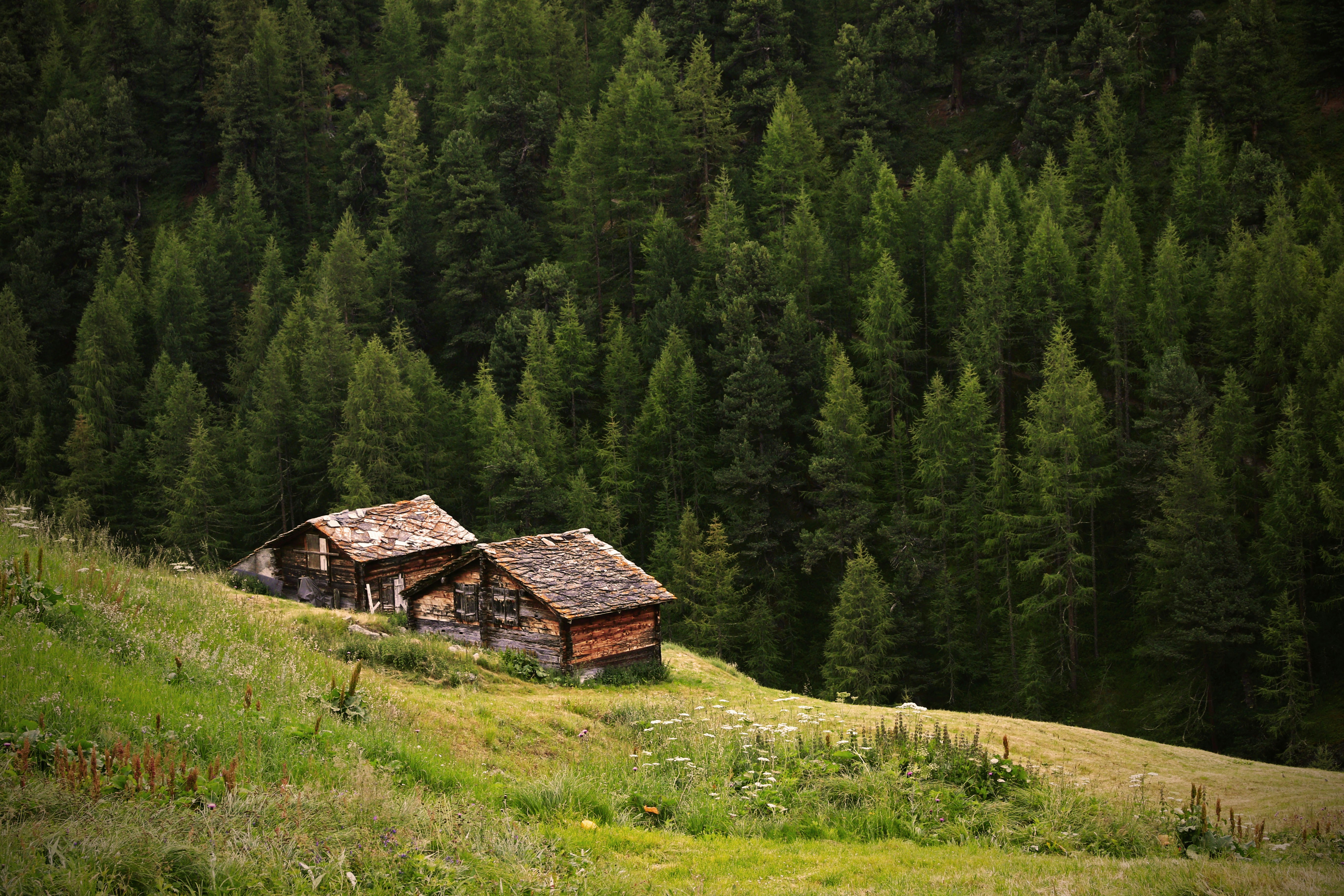 Abandoned wooden cabins nestled in a lush green meadow surrounded by towering coniferous trees.