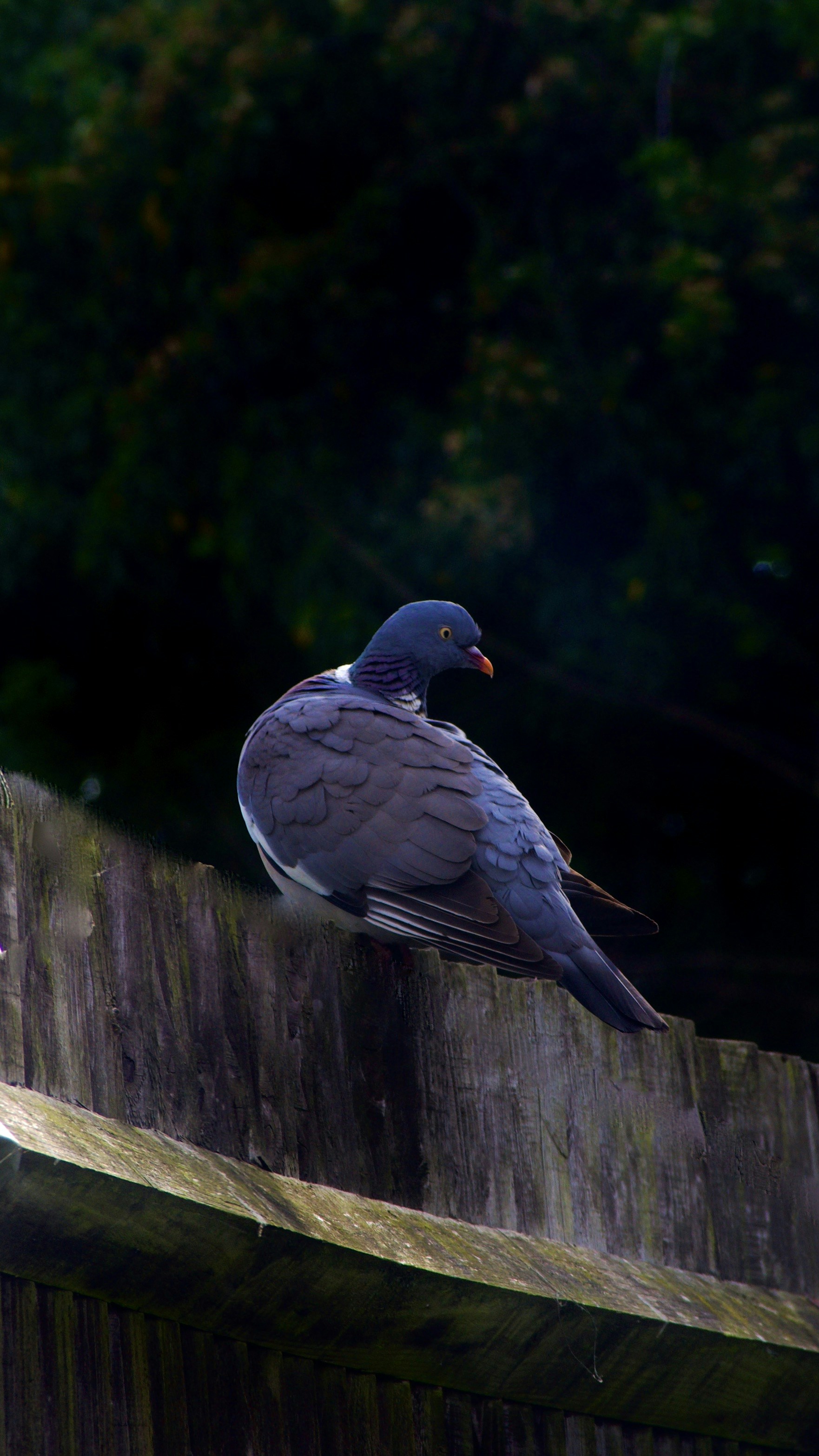 A gray pigeon perched on a wooden fence, surrounded by blurred greenery in the background.