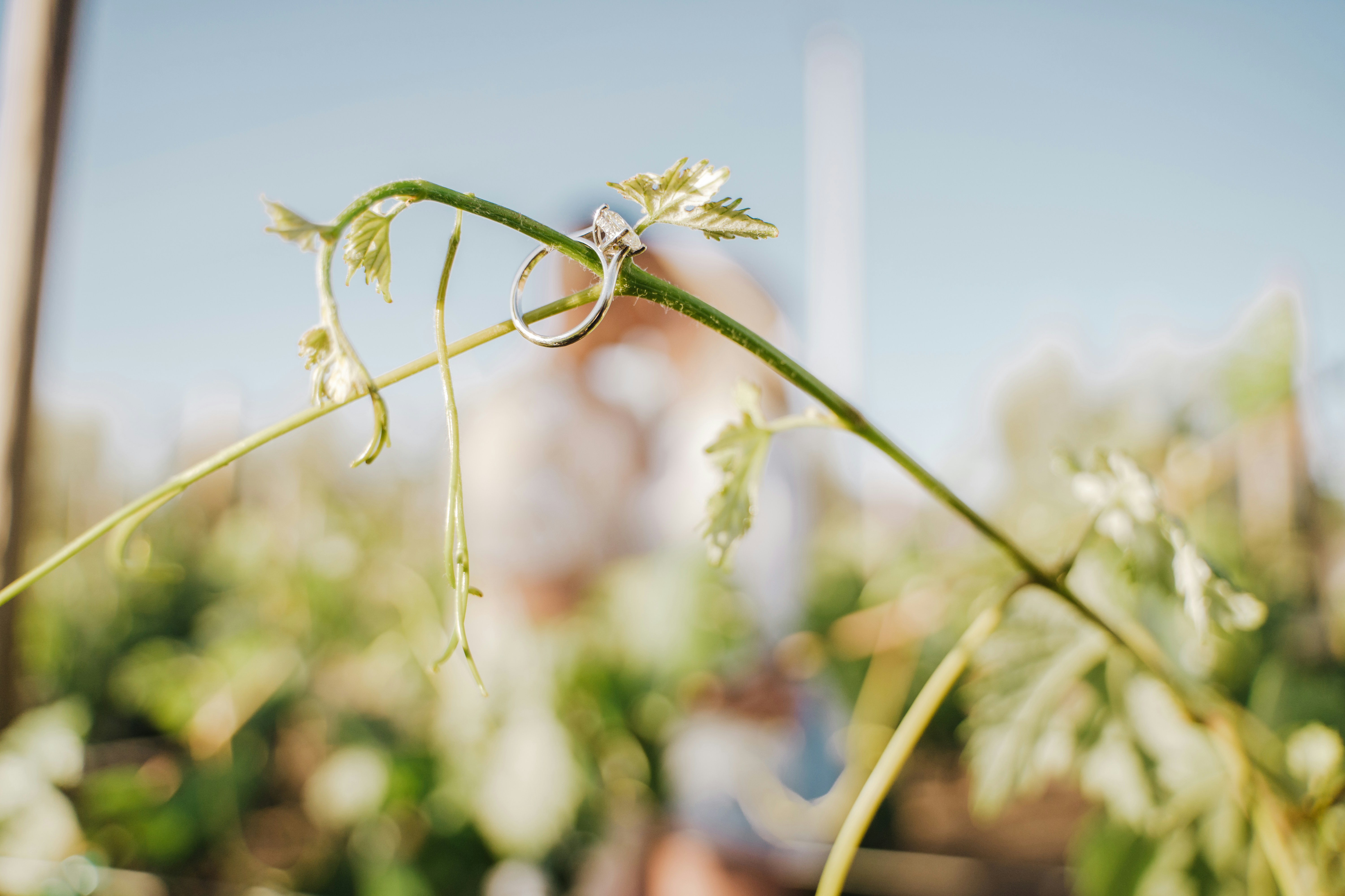 Gros plan d’une plante photo – Image gratuite de Gris sur Unsplash