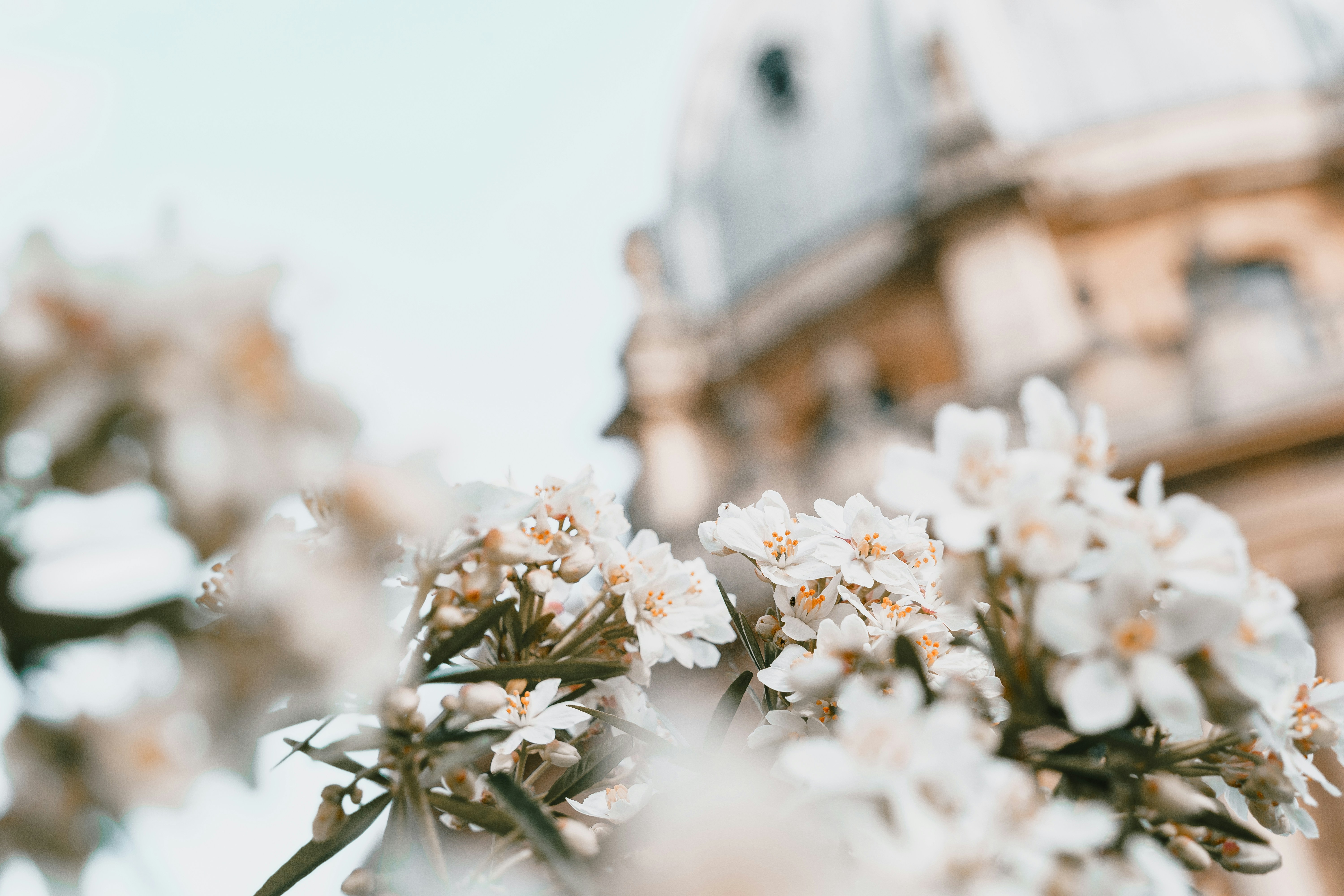 Delicate white blossoms frame a historic building, creating a harmonious blend of nature and architecture. The soft focus highlights the beauty of the flowers.
