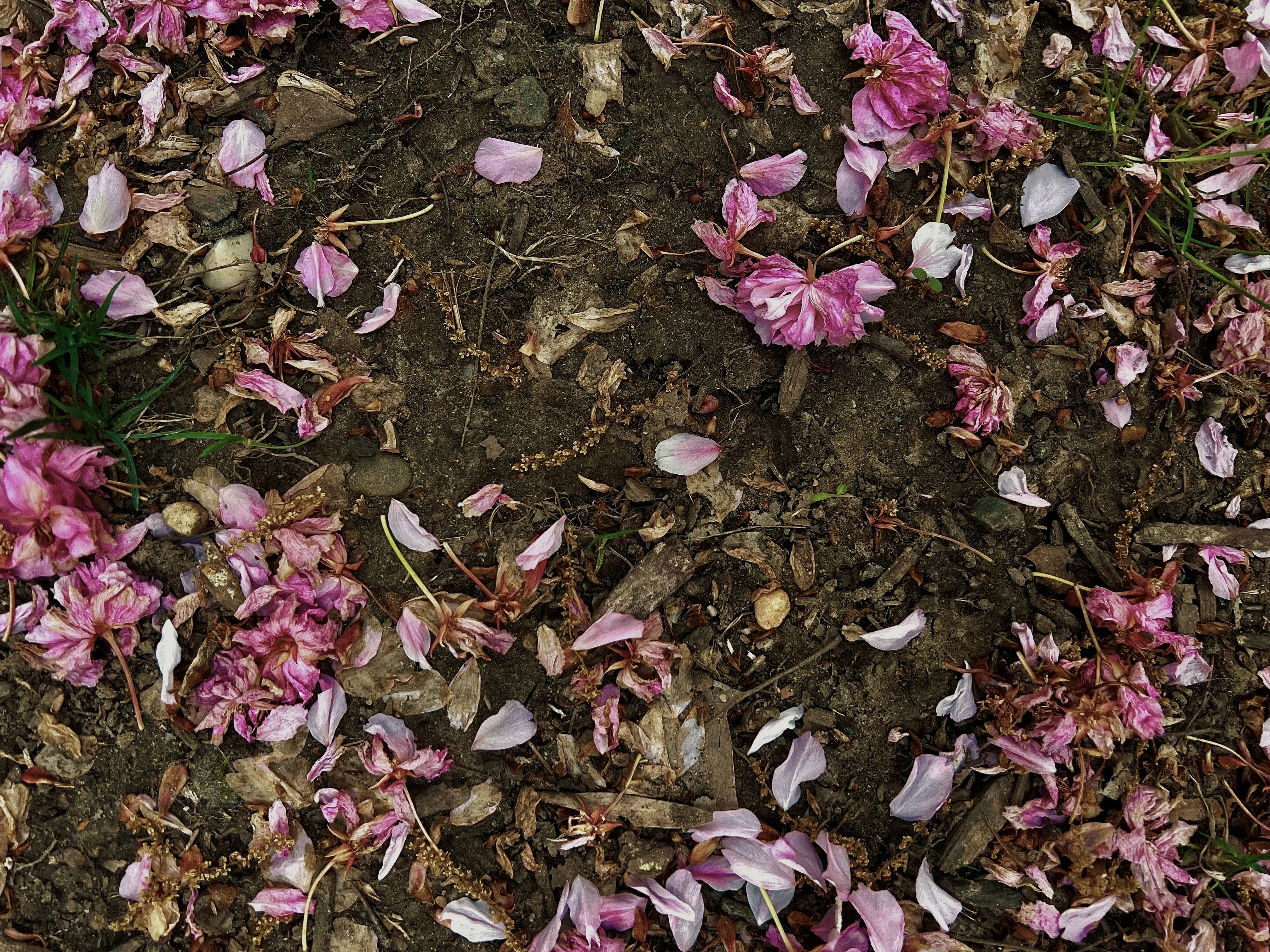 Pink flower blossoms that have fallen on the ground.