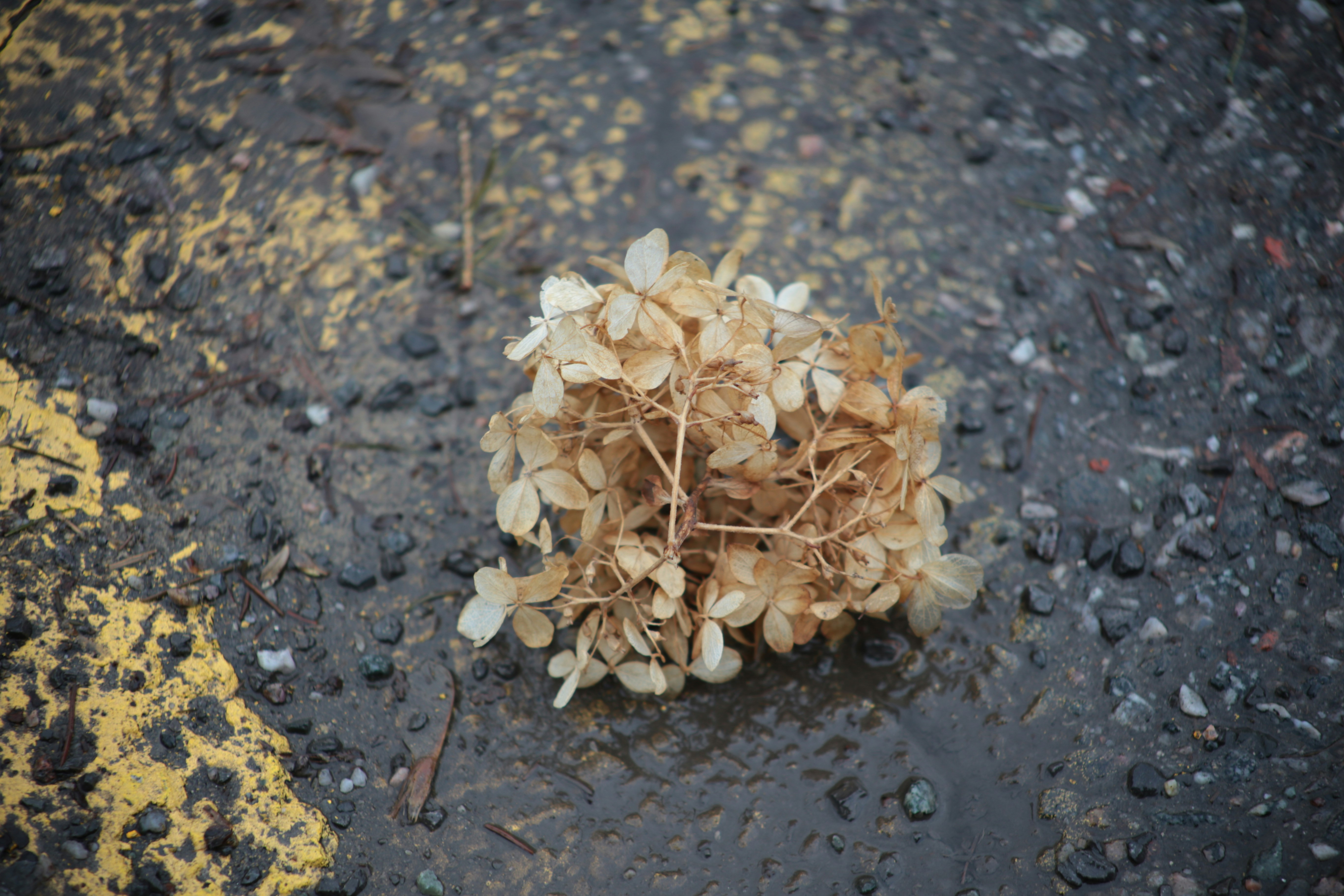 a plant that is growing out of the ground