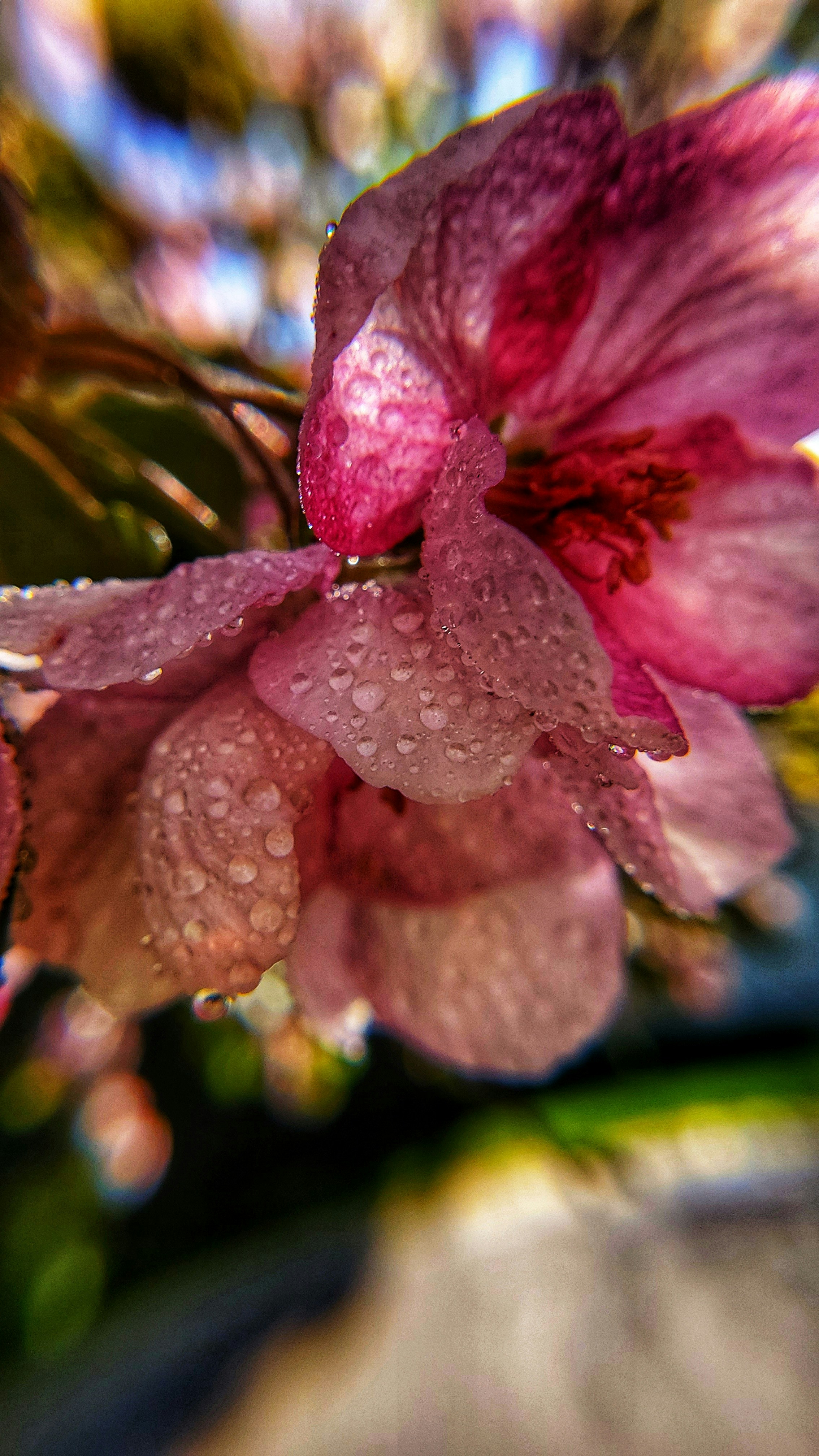Dew-kissed Pink Petals: A Macro Moment on a Blurred Street