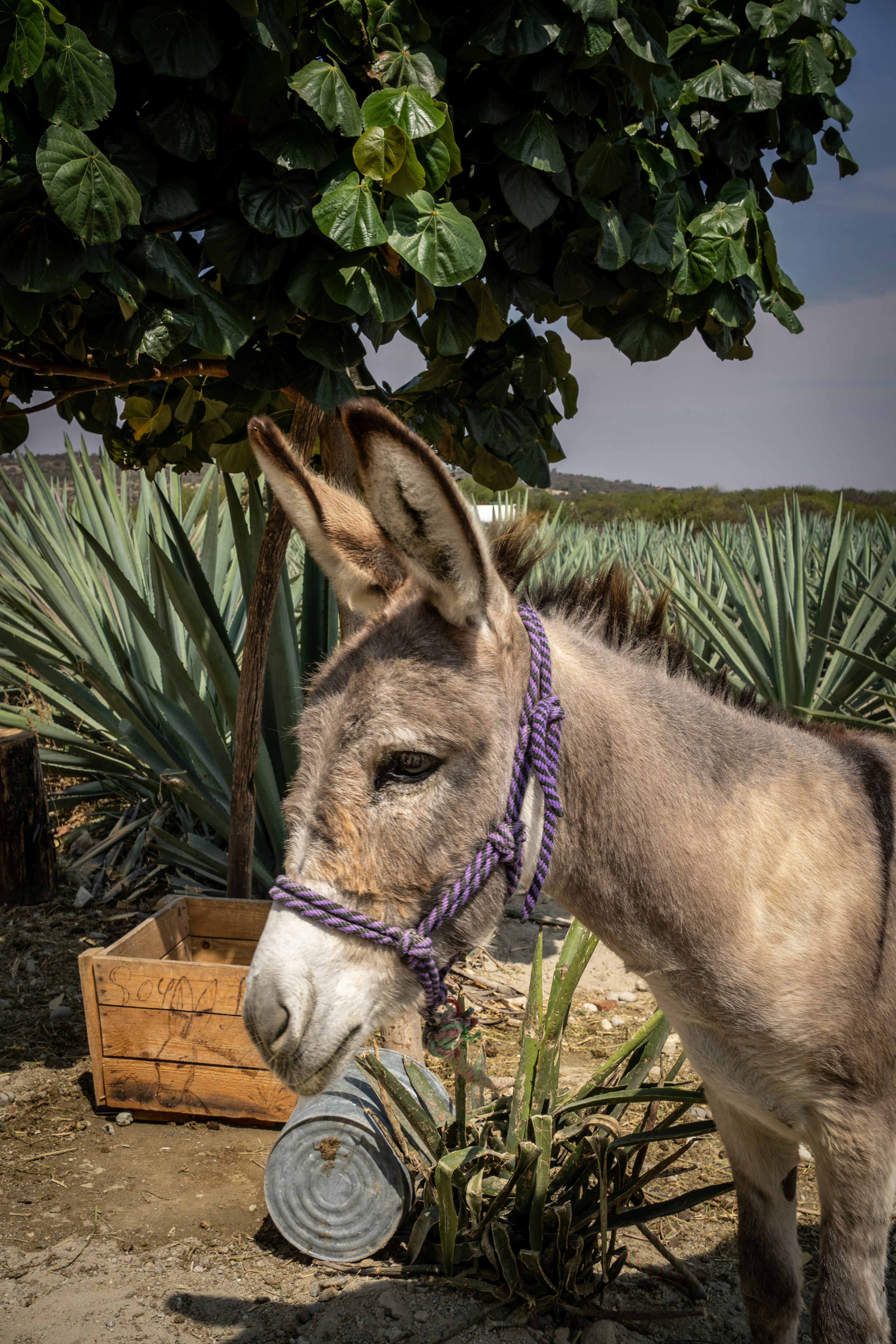 A donkey with a rope tied around it's neck photo – Free Oaxaca Image on ...