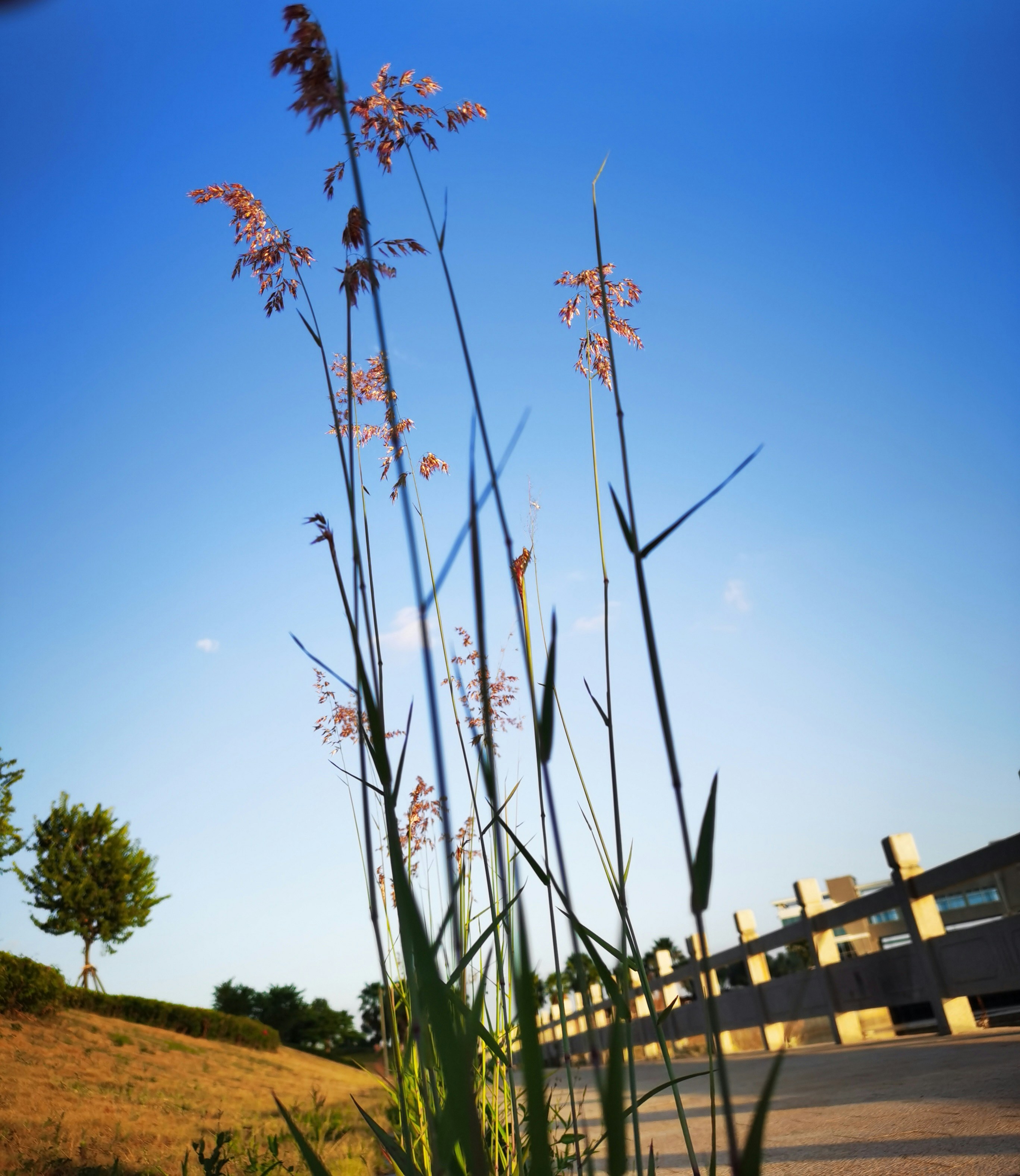 Foto Seikat bunga yang ada di rumput – Gambar Binatang Gratis di Unsplash