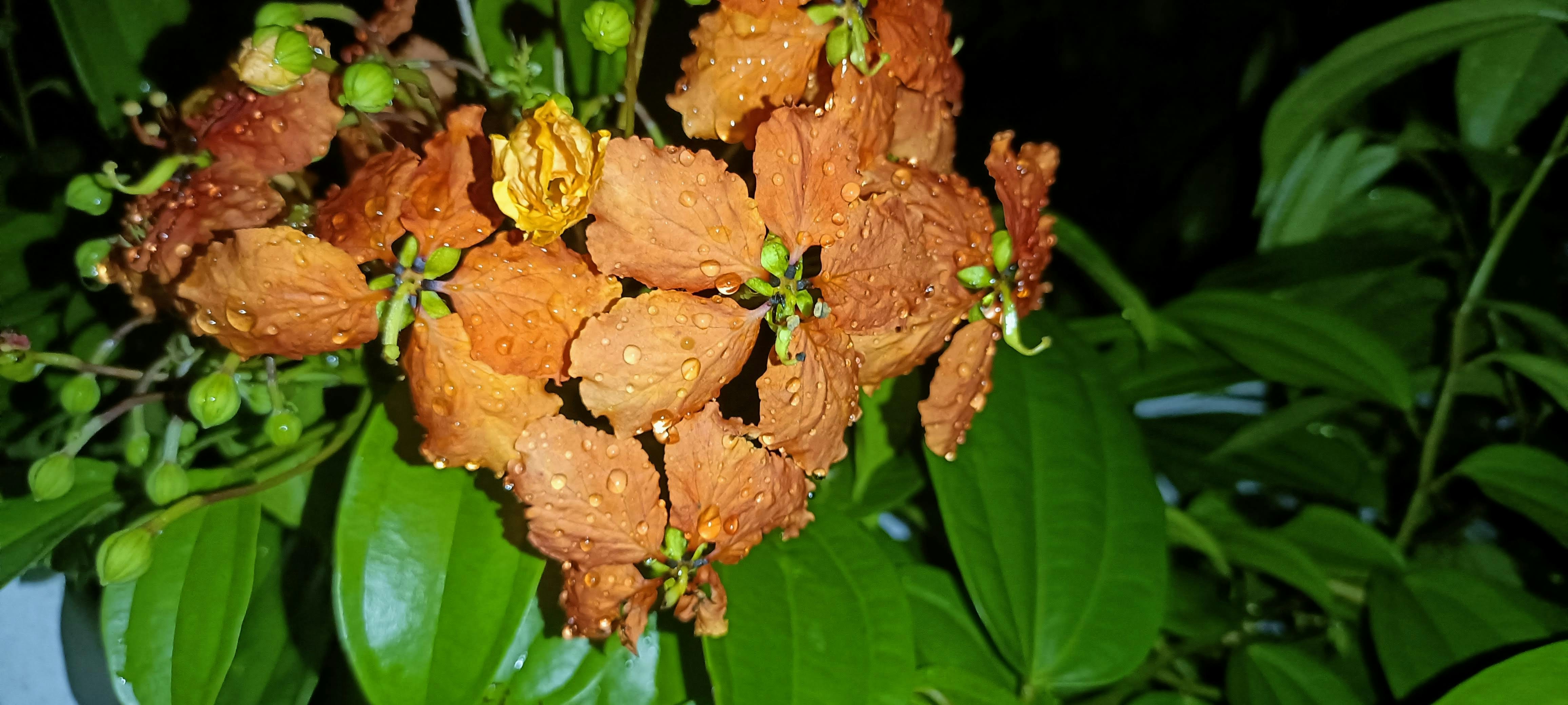 Sample photo from Realme 8s