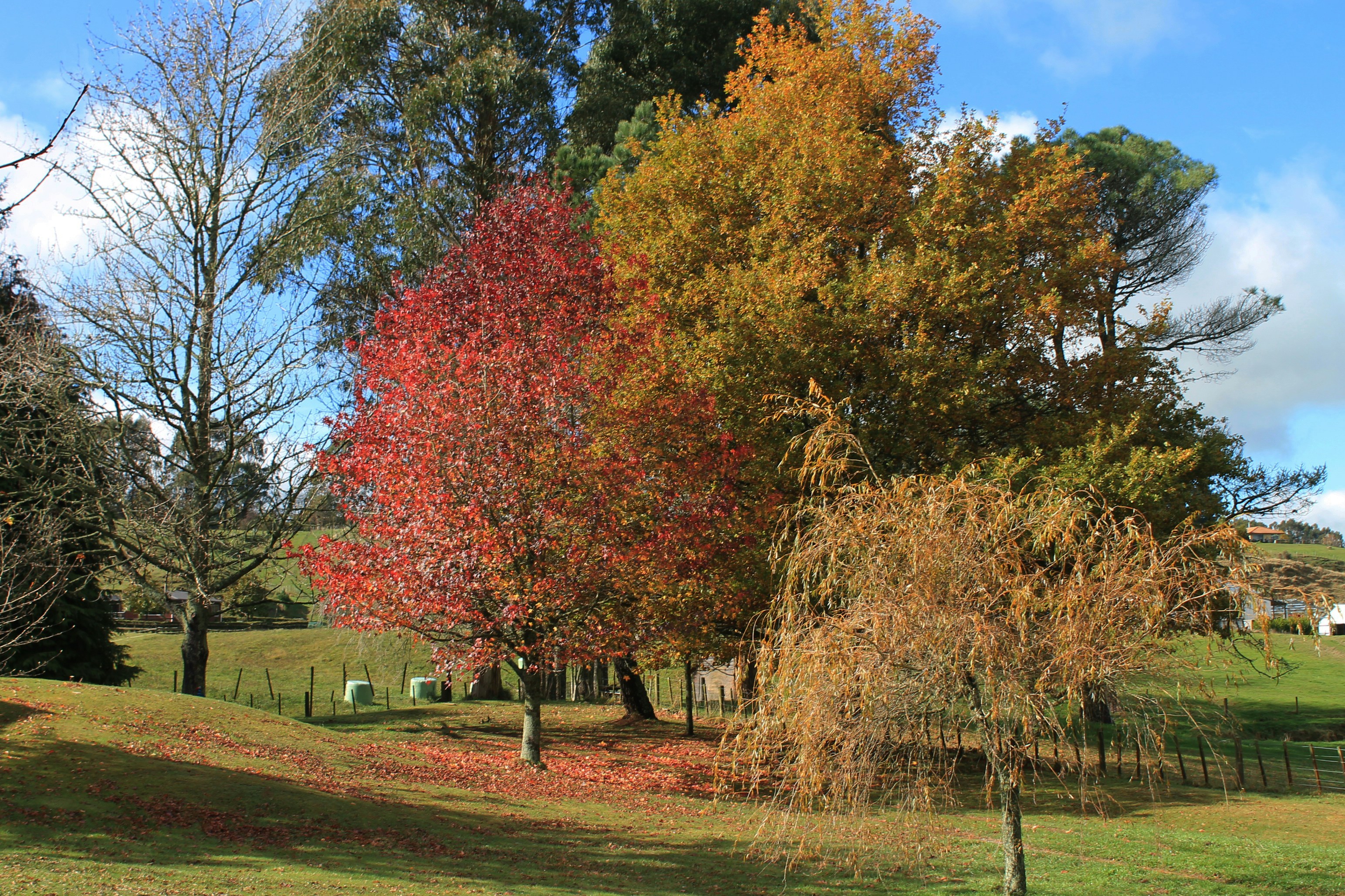 Crimson Maple in a Park of Quiet Fall Light