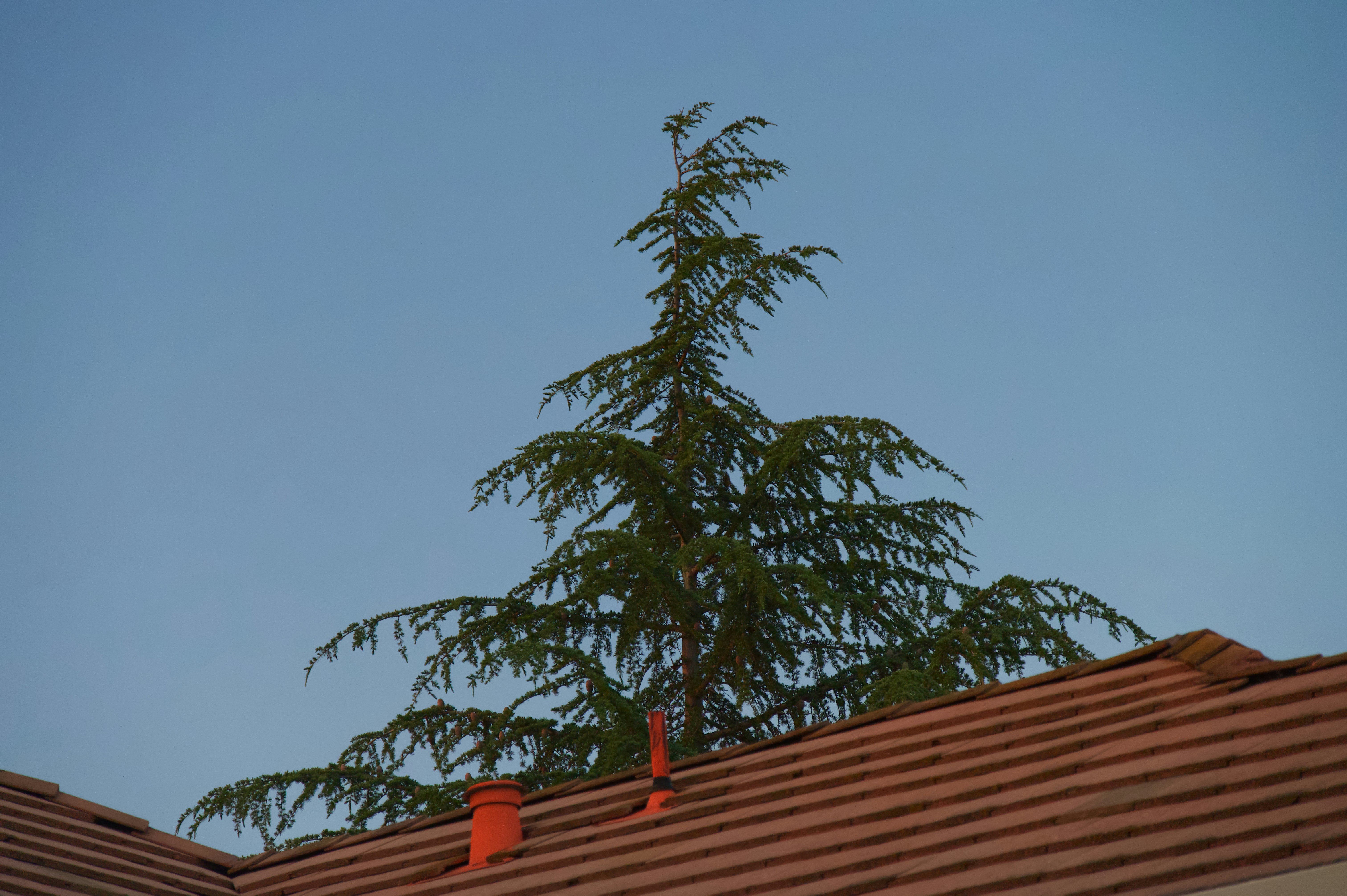 Conifer Crown Over Terracotta Tiles Beneath a Calm Blue Sky
