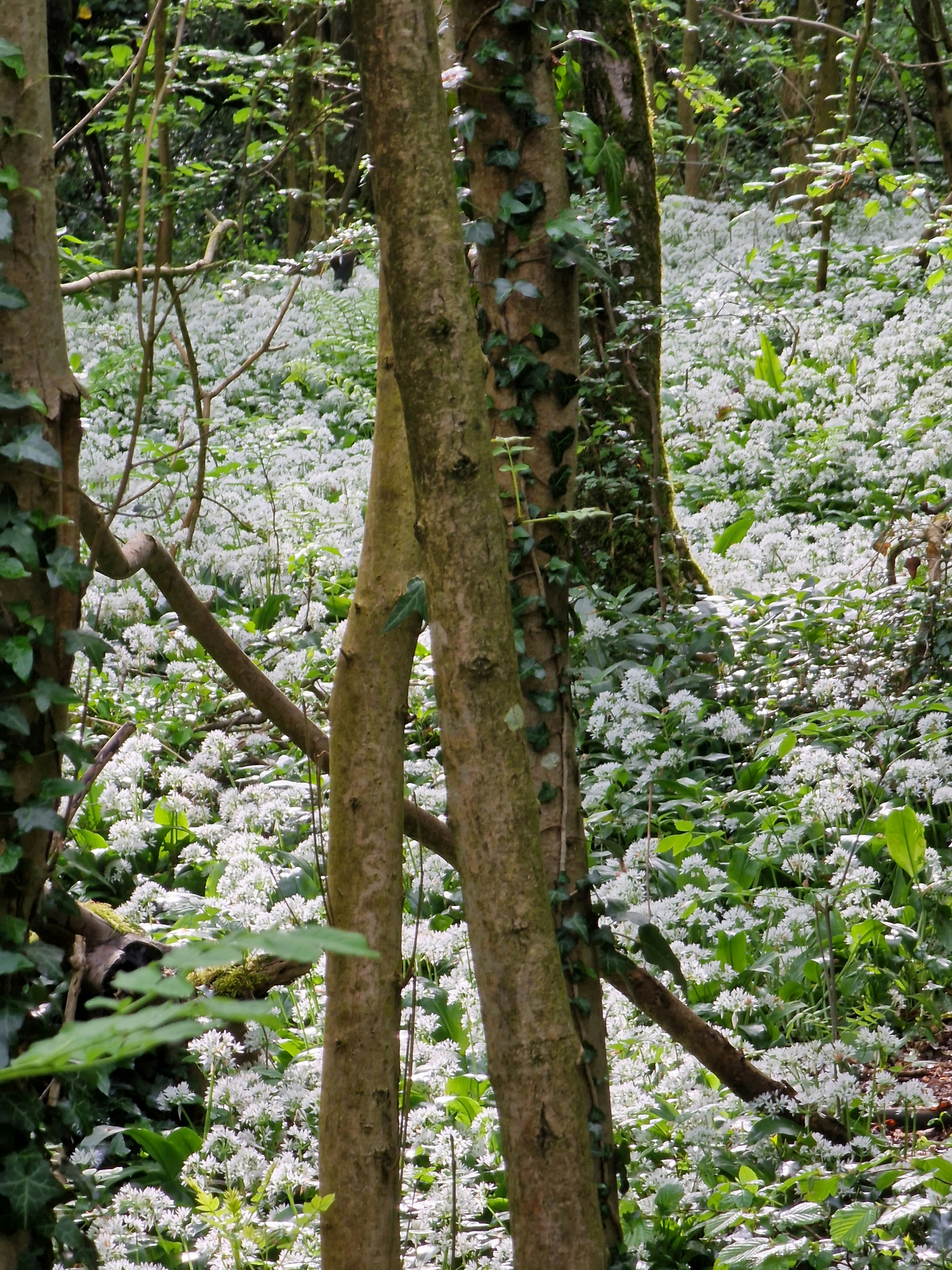 a forest filled with lots of trees covered in white flowers