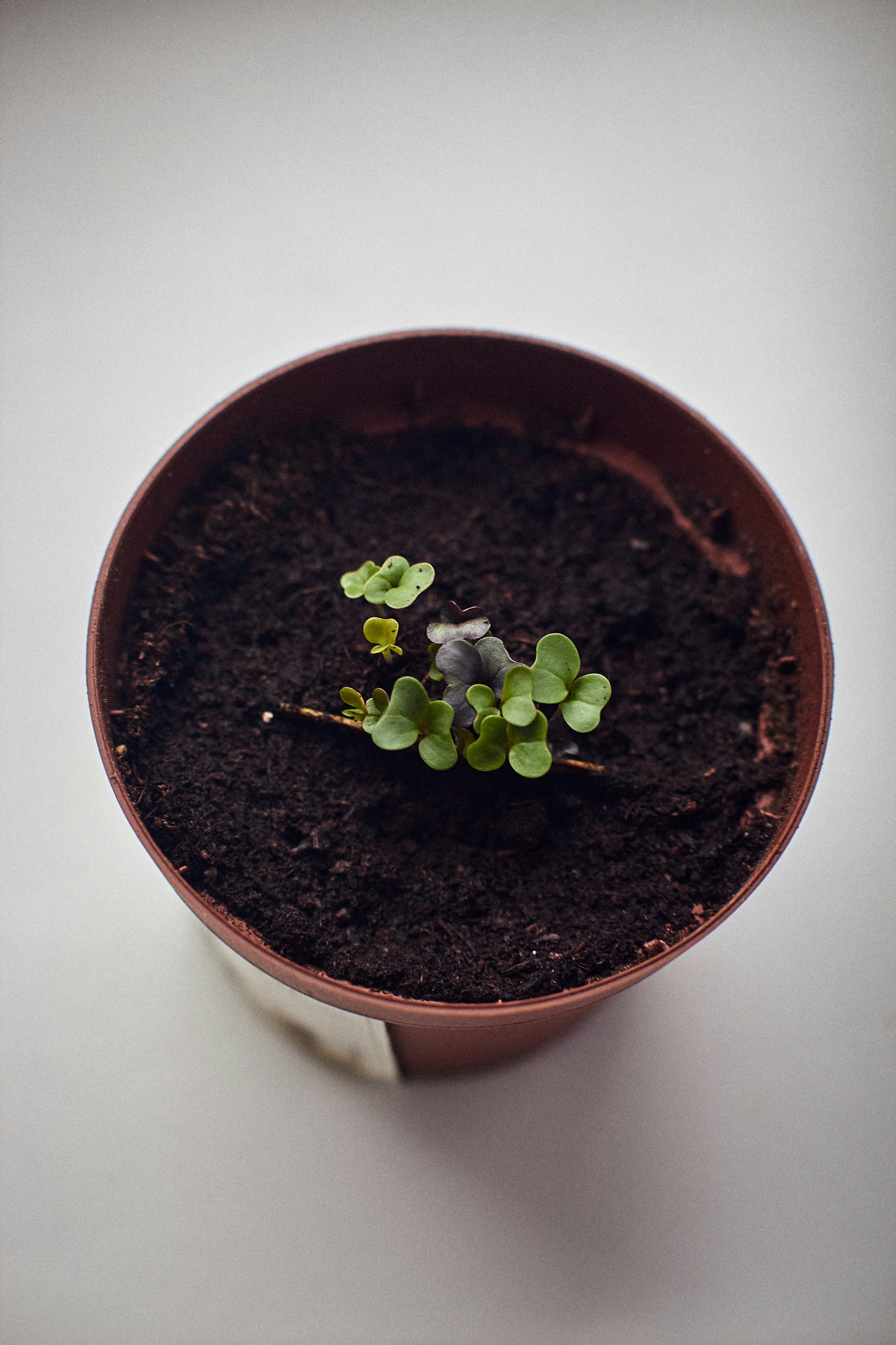 a small plant is growing out of the ground