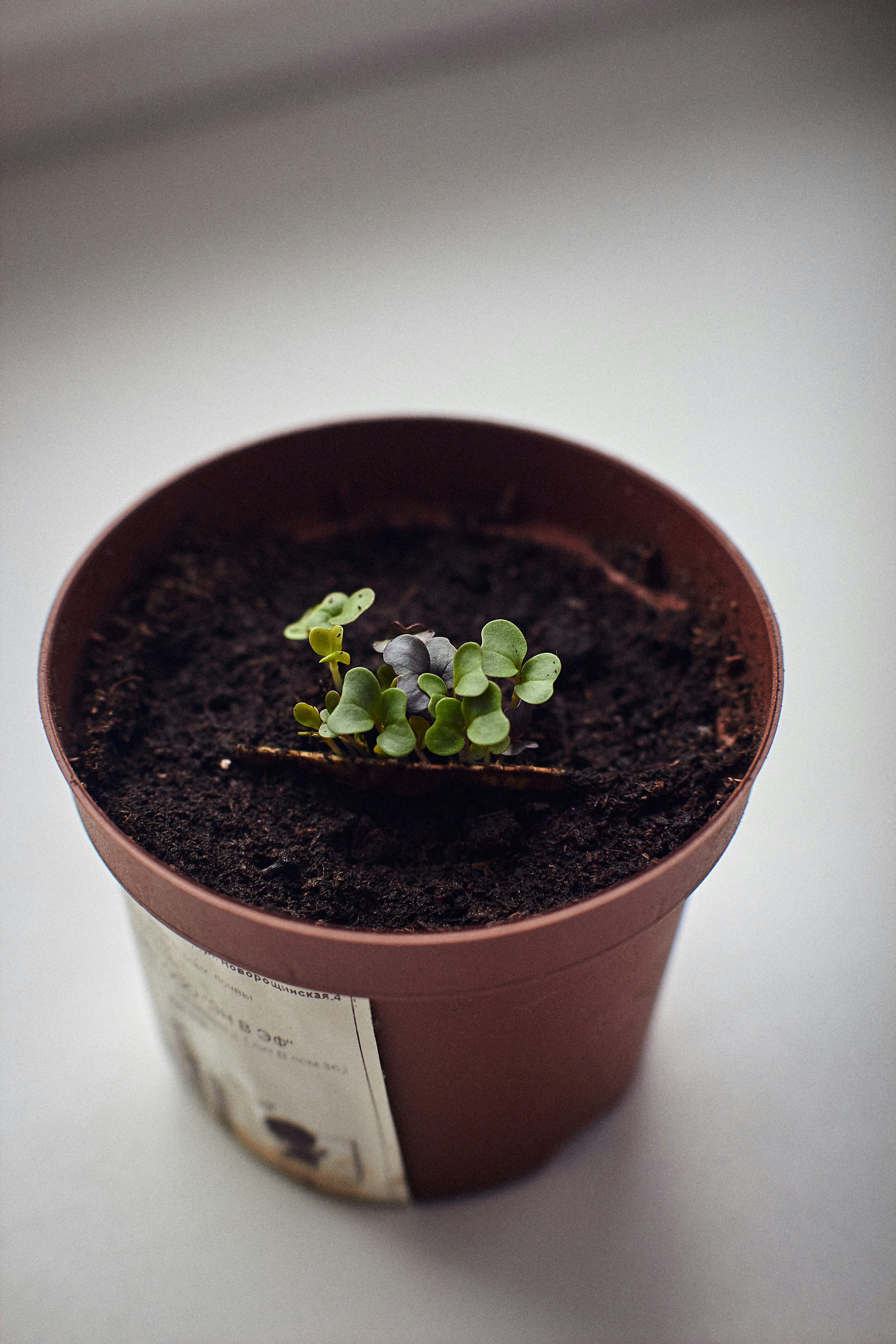 First Sprout in a Bare Pot: A Quiet Desk Garden Moment