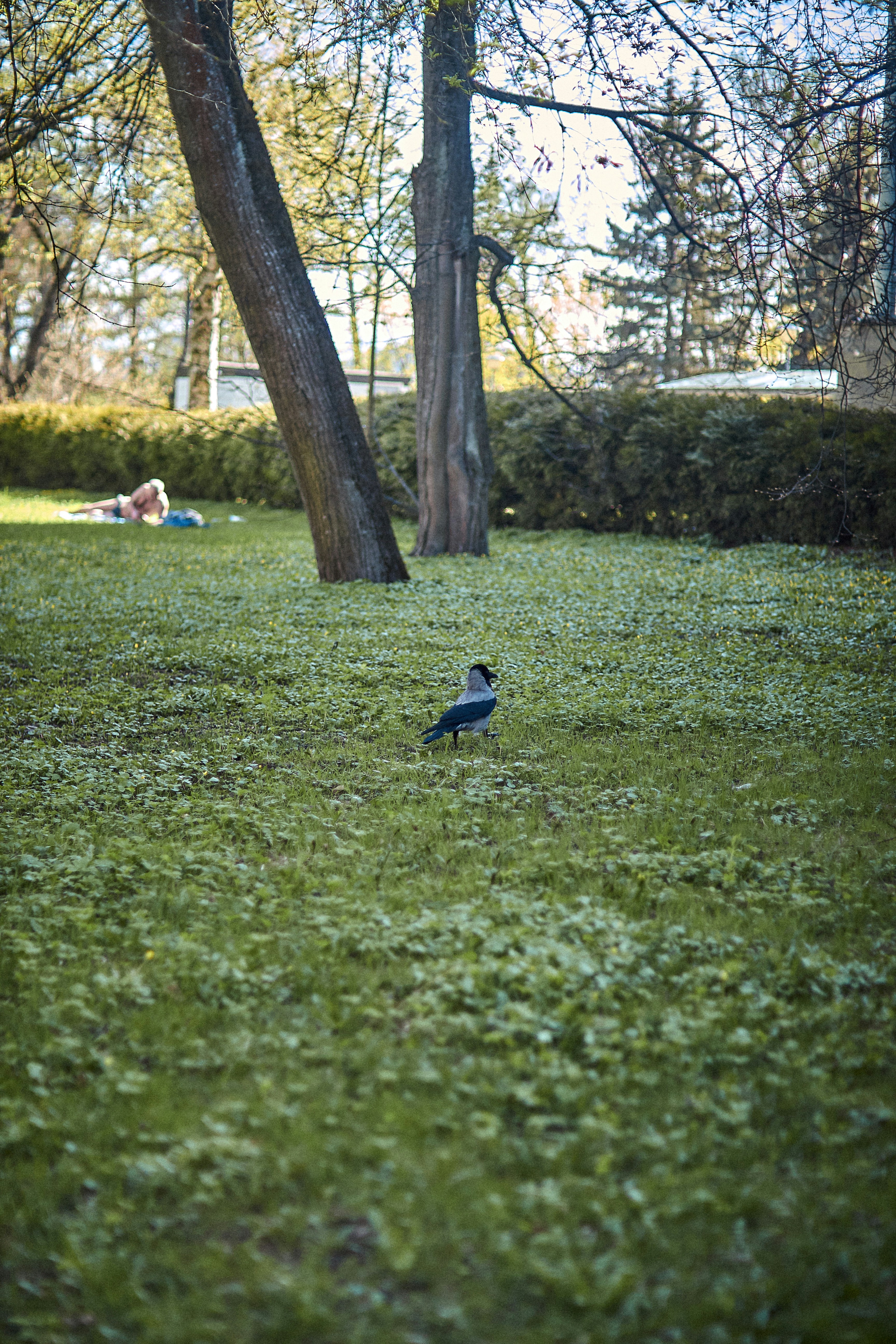 Crow on a Sunlit Park Lawn, Framed by Leaning Trees