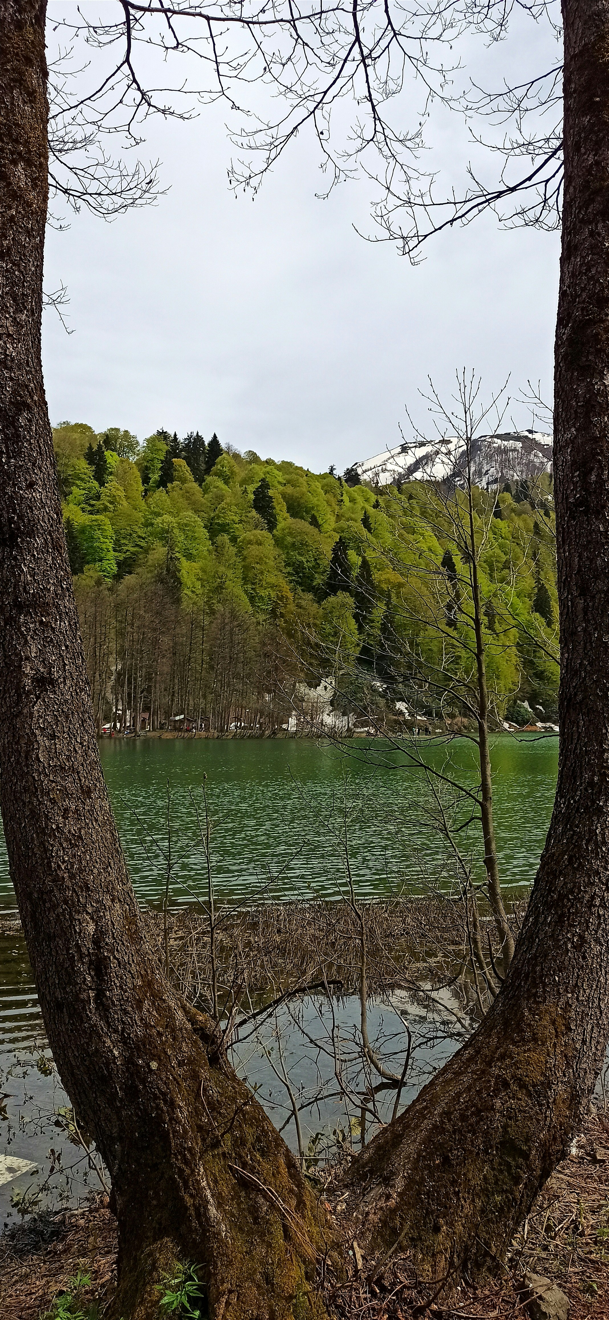 Between Trunks and Peaks: A tranquil lake framed by emerald forest and a snow-kissed summit