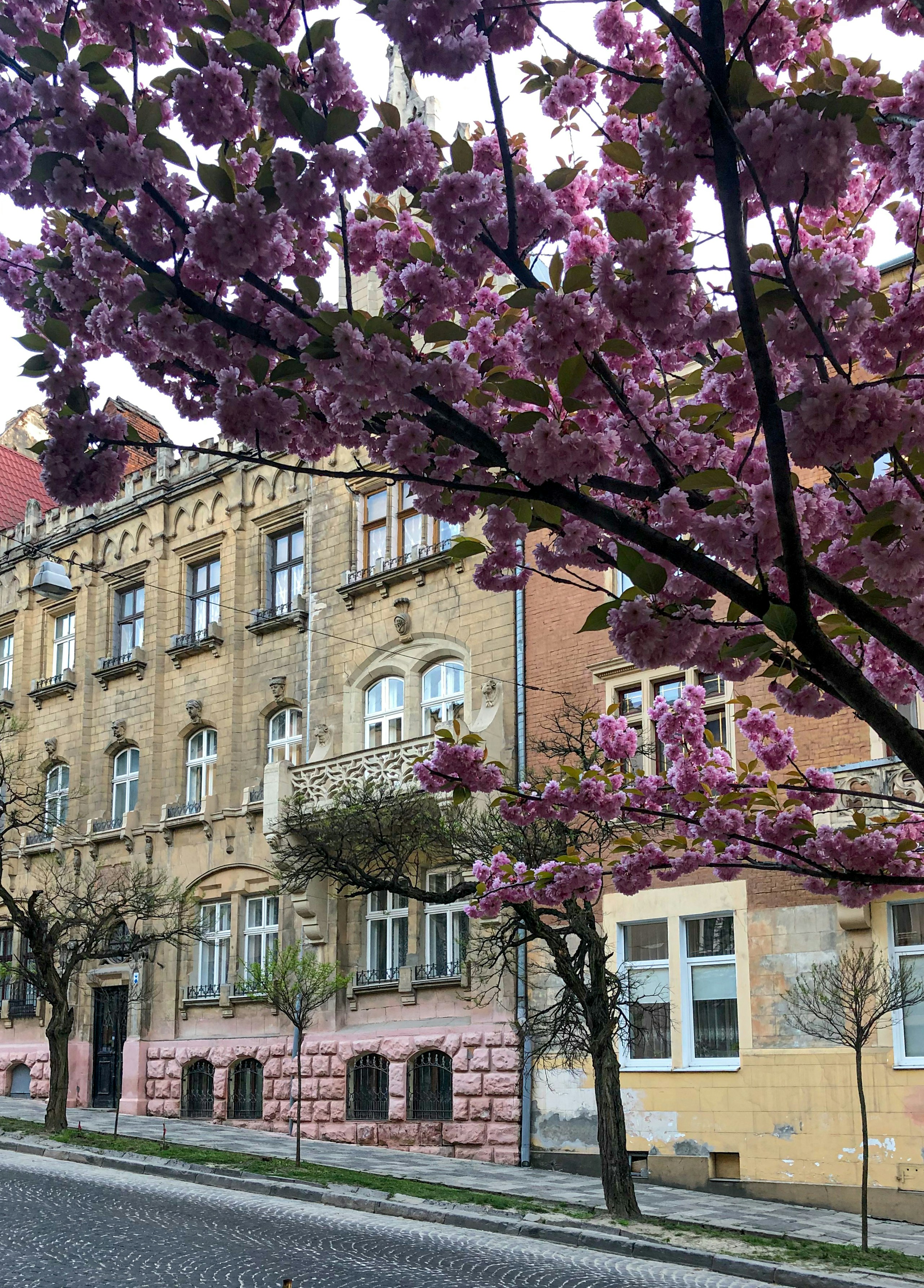Blossom Canopy Over a Historic European Street