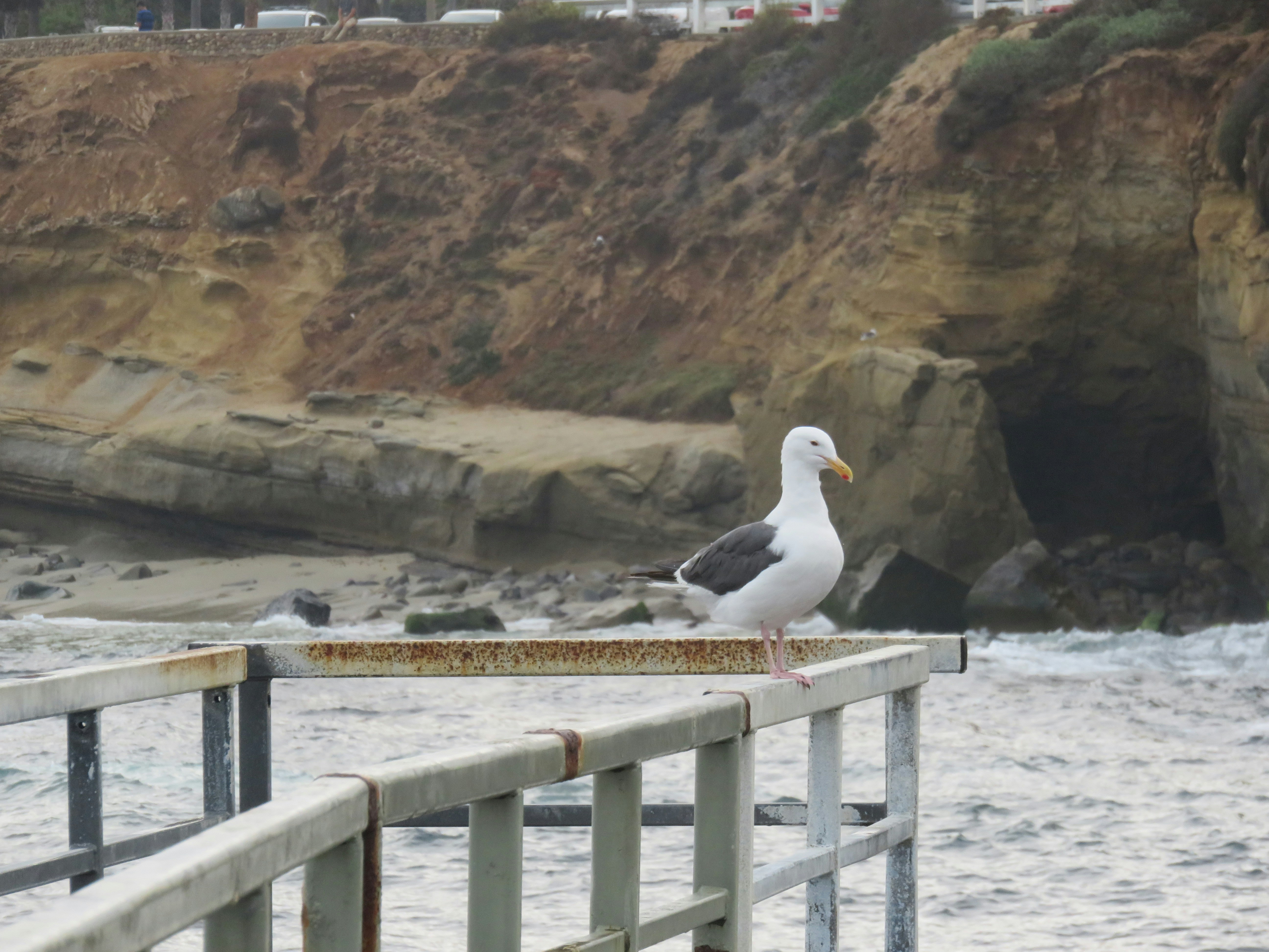 Seagull perched on a weathered railing above choppy water with rugged coastal cliffs in the background.
