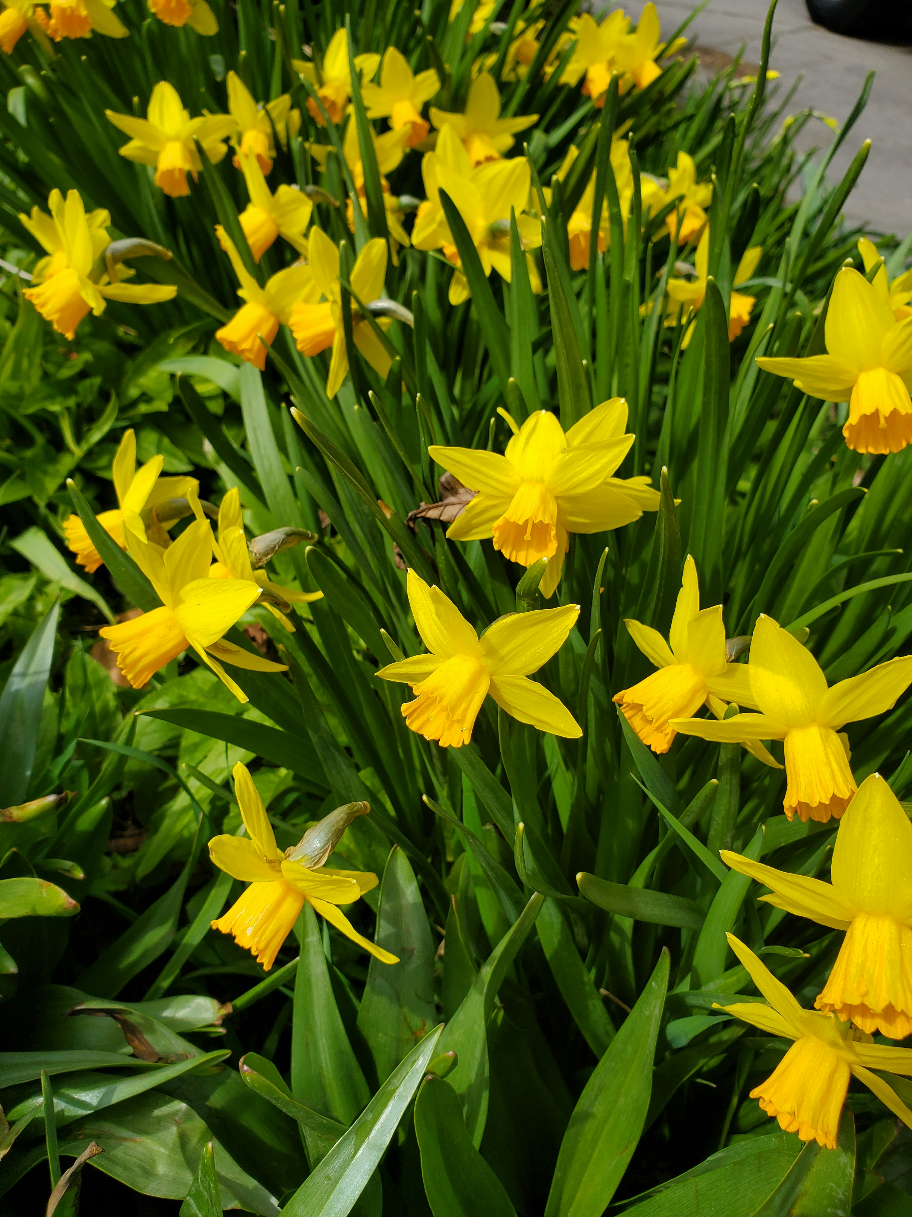 Sunlit Daffodils: A Field of Golden Petals in Early Spring