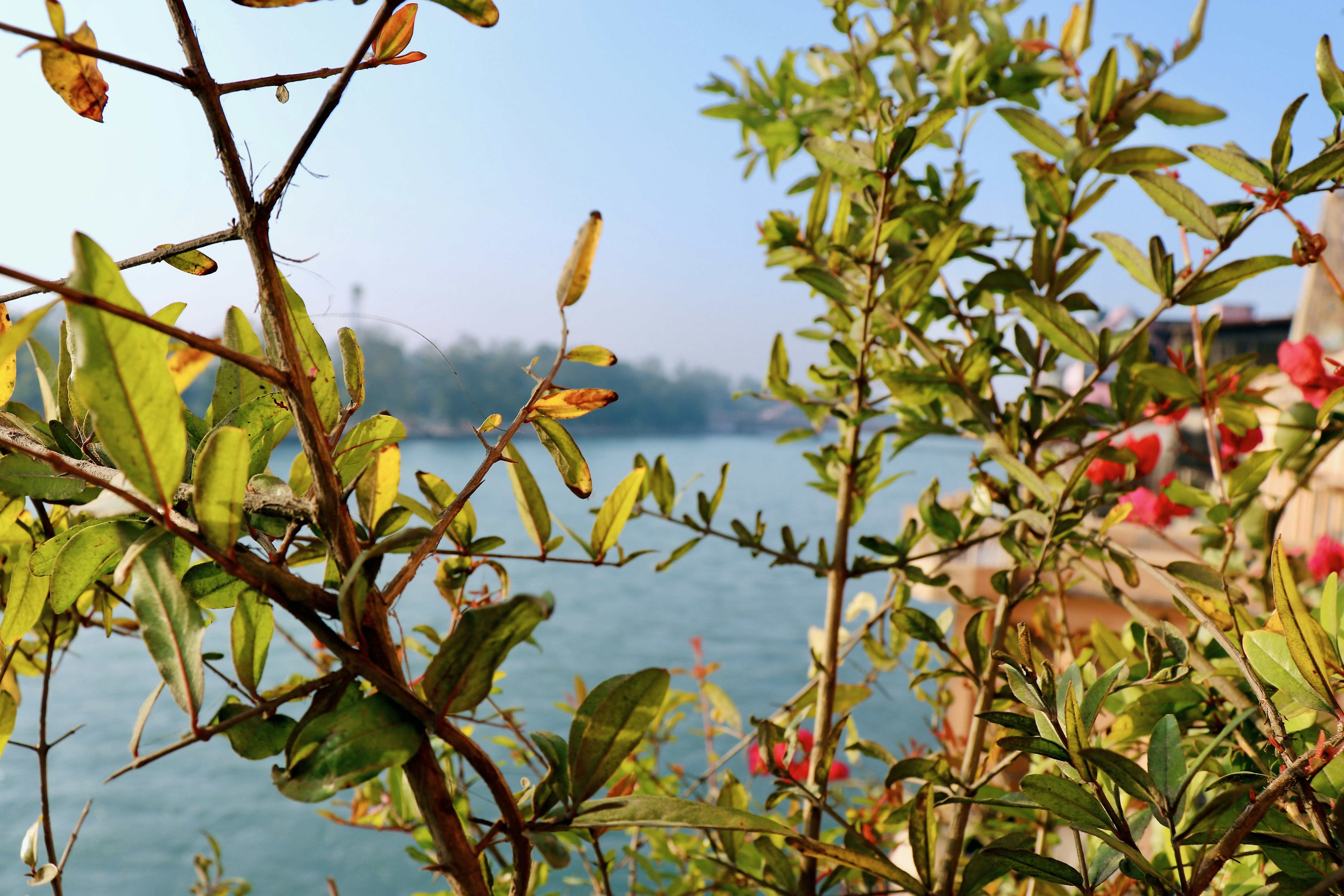 Serene Riverside Foliage