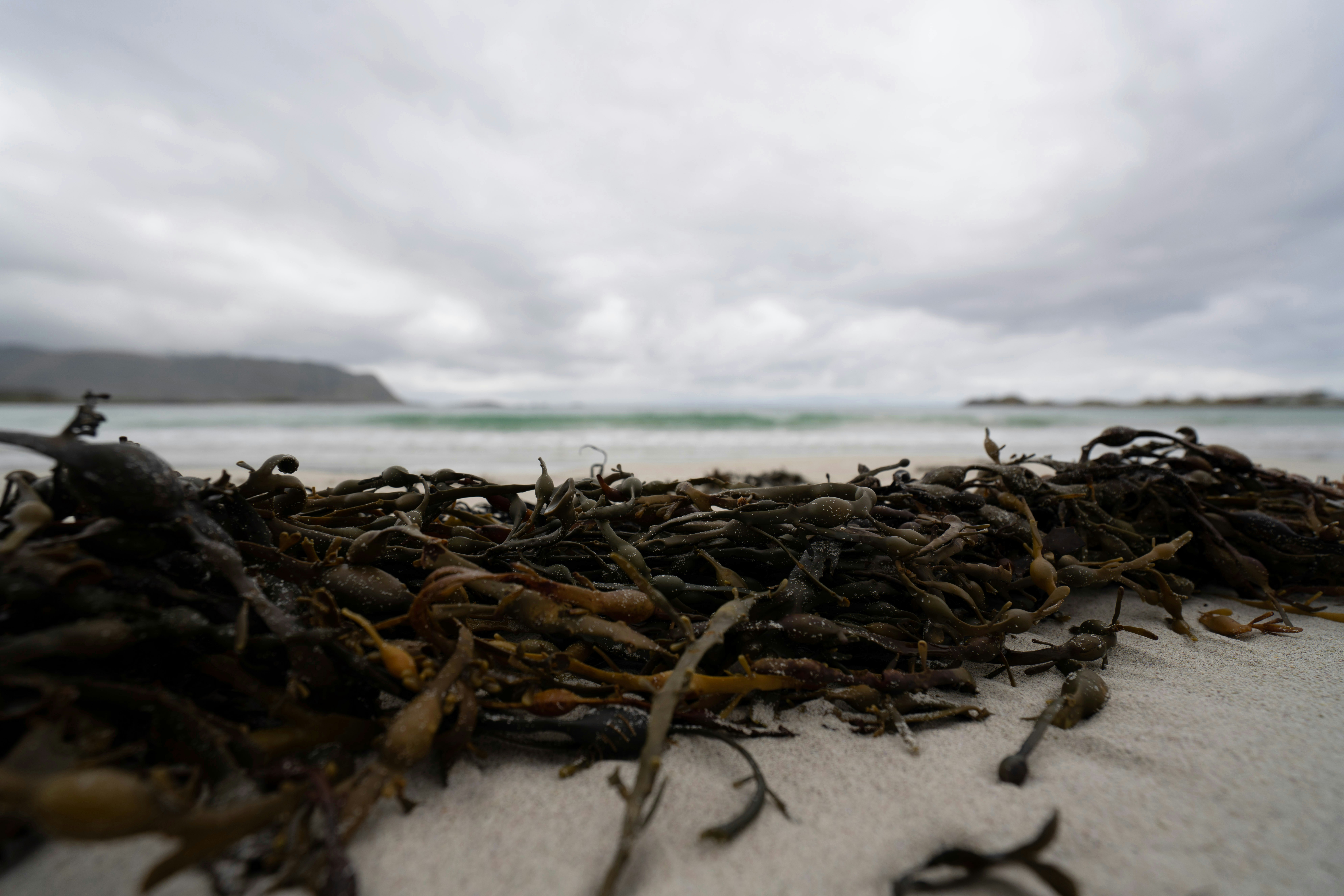 Frayed Shorelines: Seaweed Texture Framing a Moody Seascape