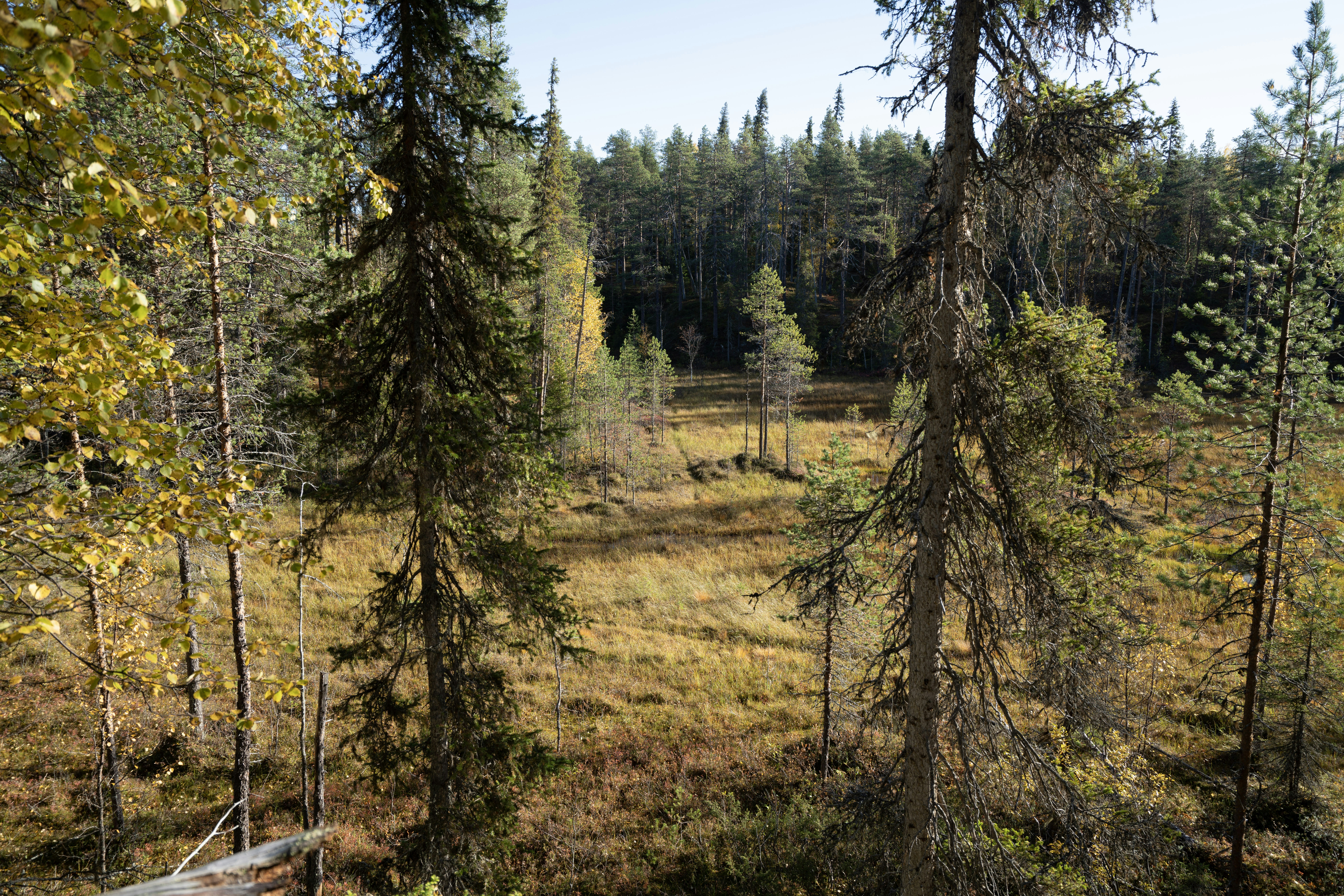Tall evergreens frame a sunlit meadow in Oulanka National Park, under a clear blue sky.