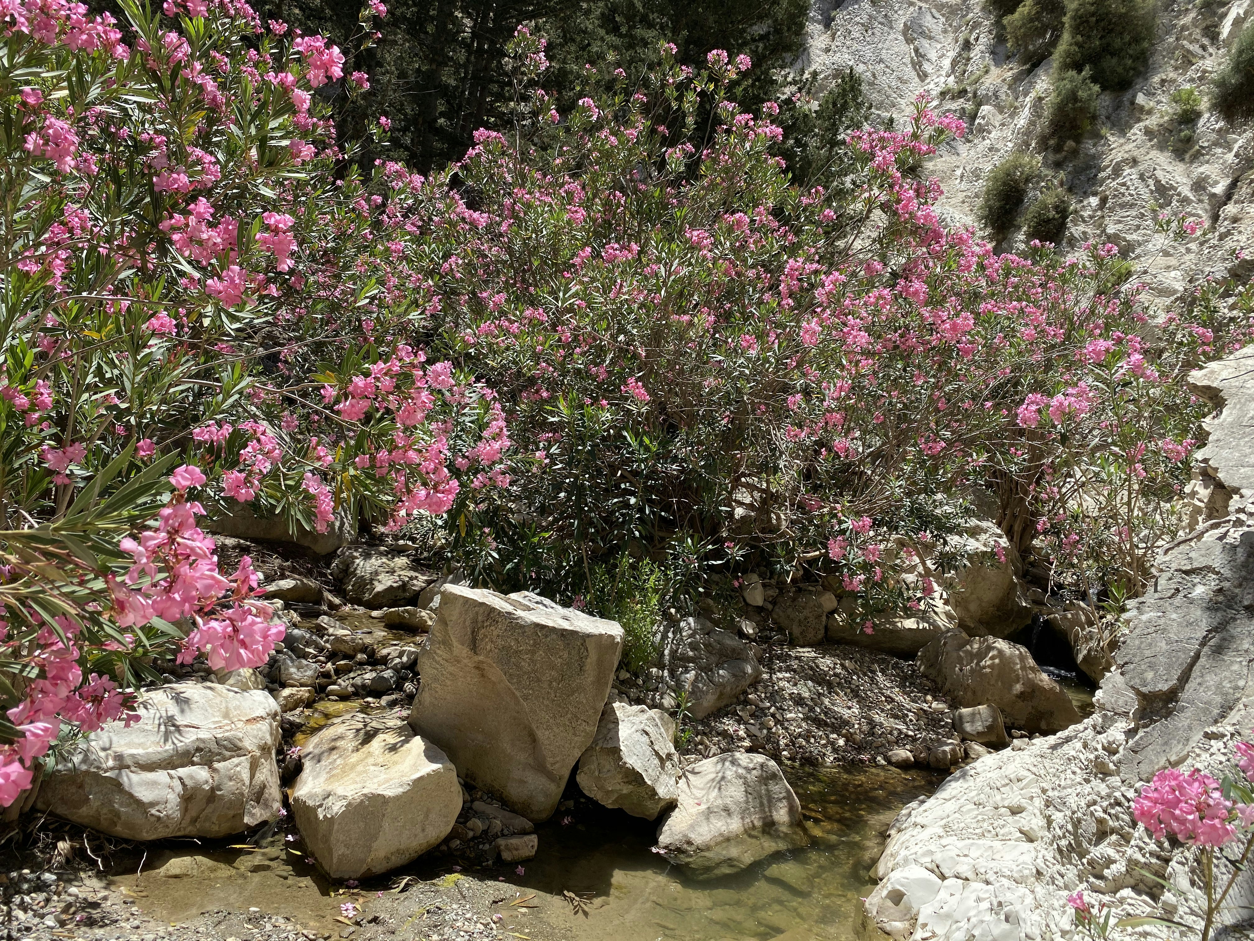 Mesmerized by these beautiful pink flowers in Pano Arodes in Cyprus