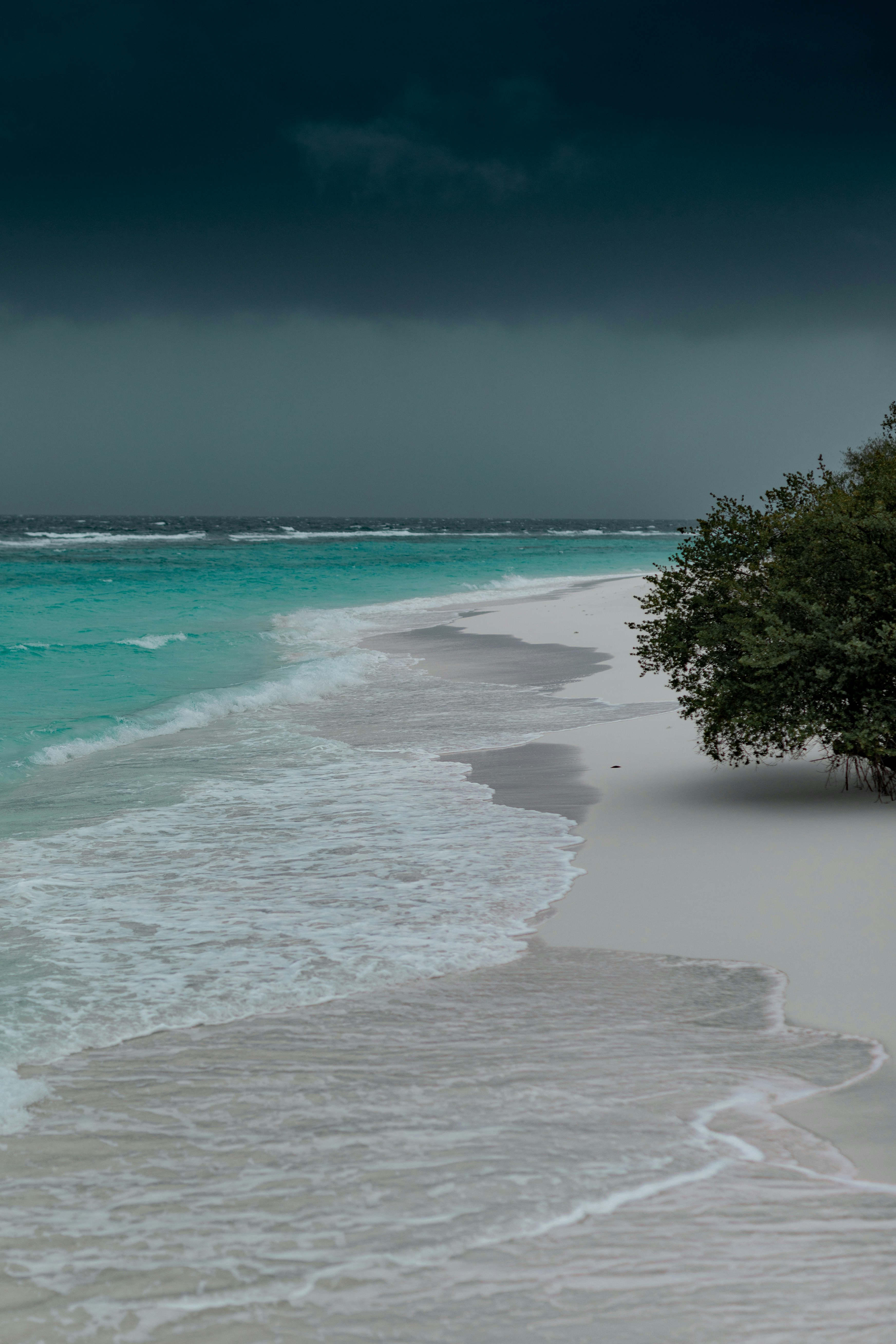 A beach that has a tree in the middle of it photo – Free Maldives Image ...