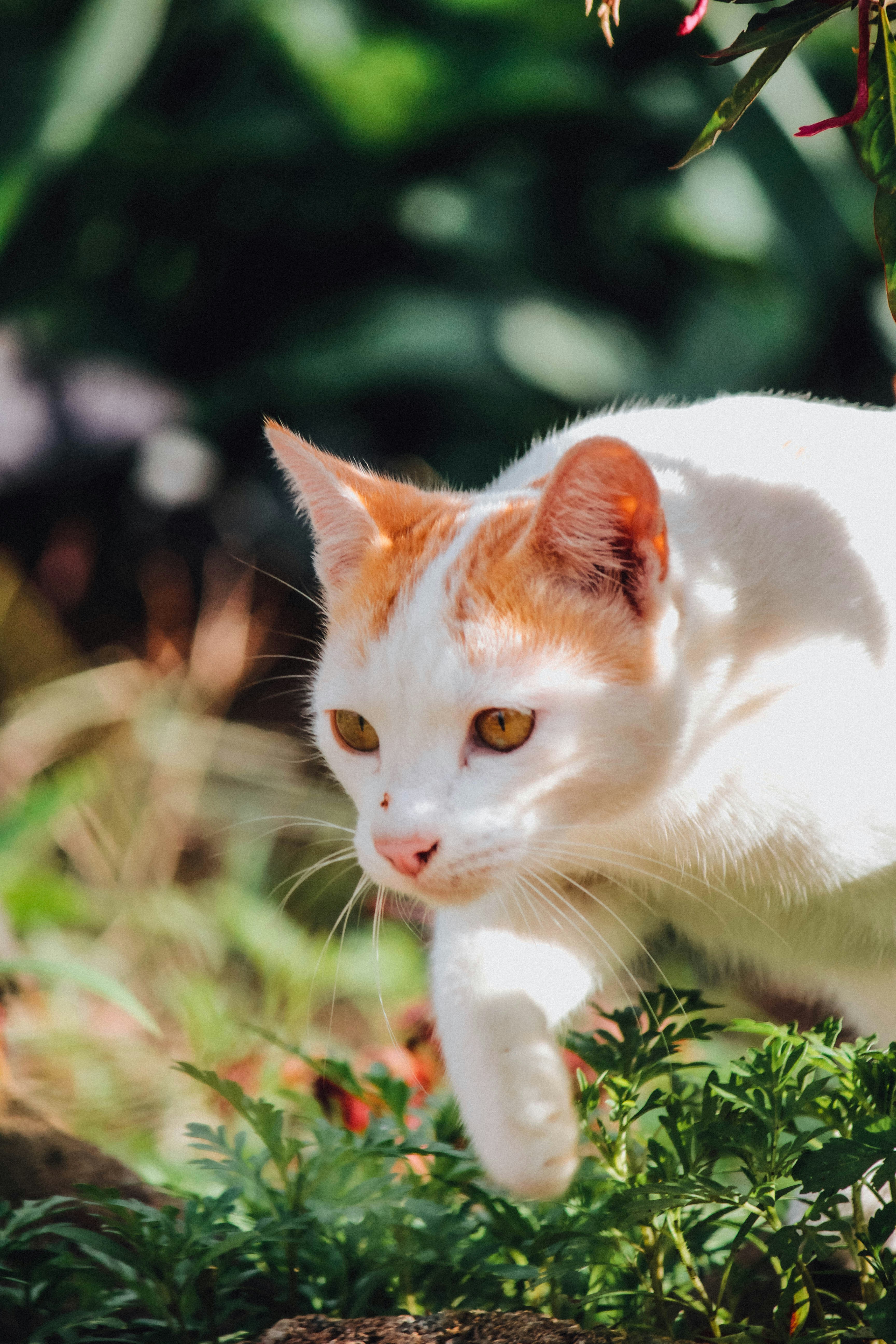 White Cat Outside