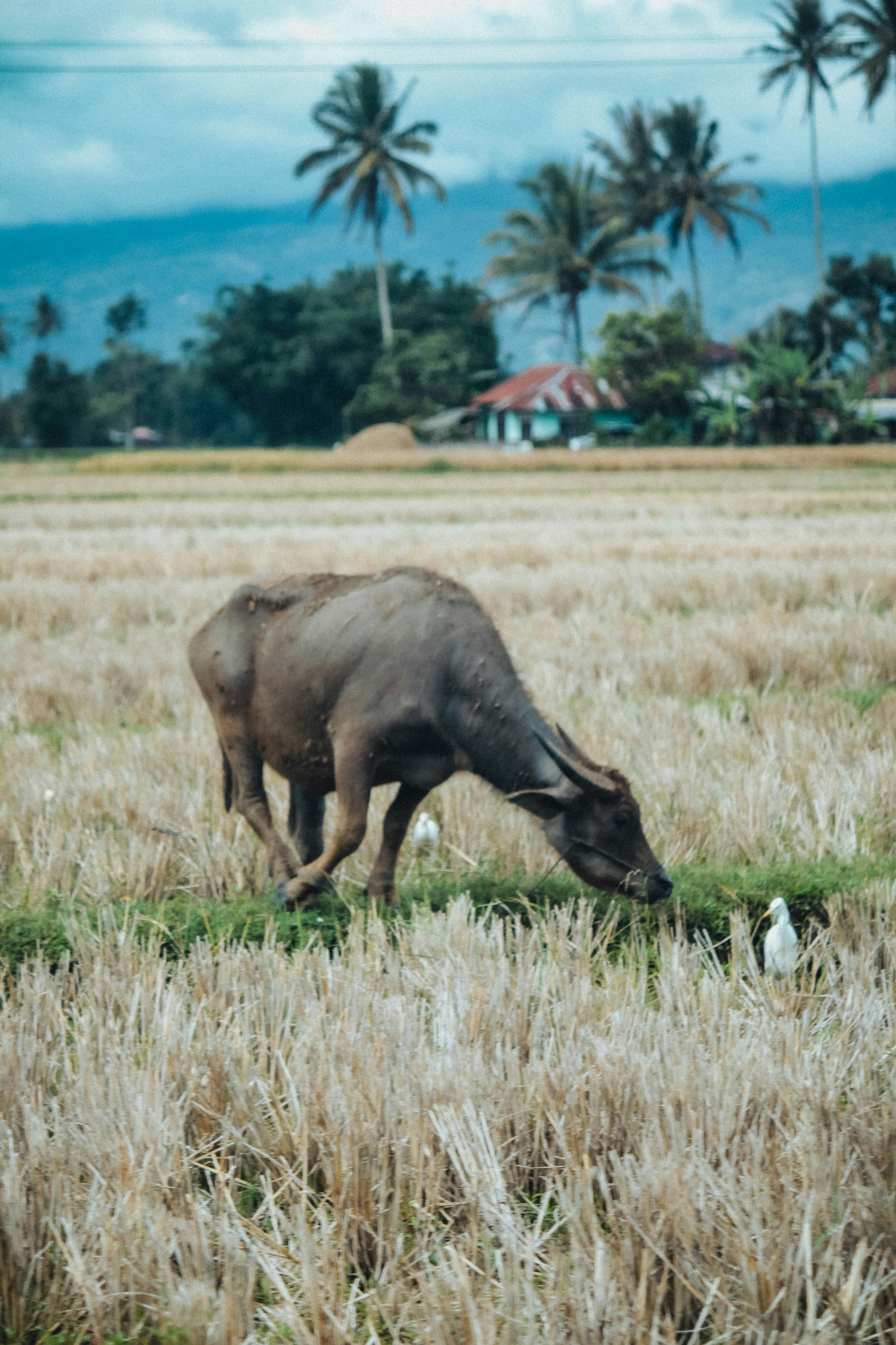 A water buffalo grazes peacefully in a rice field, accompanied by a small bird, showcasing the synergy of nature in rural landscapes.