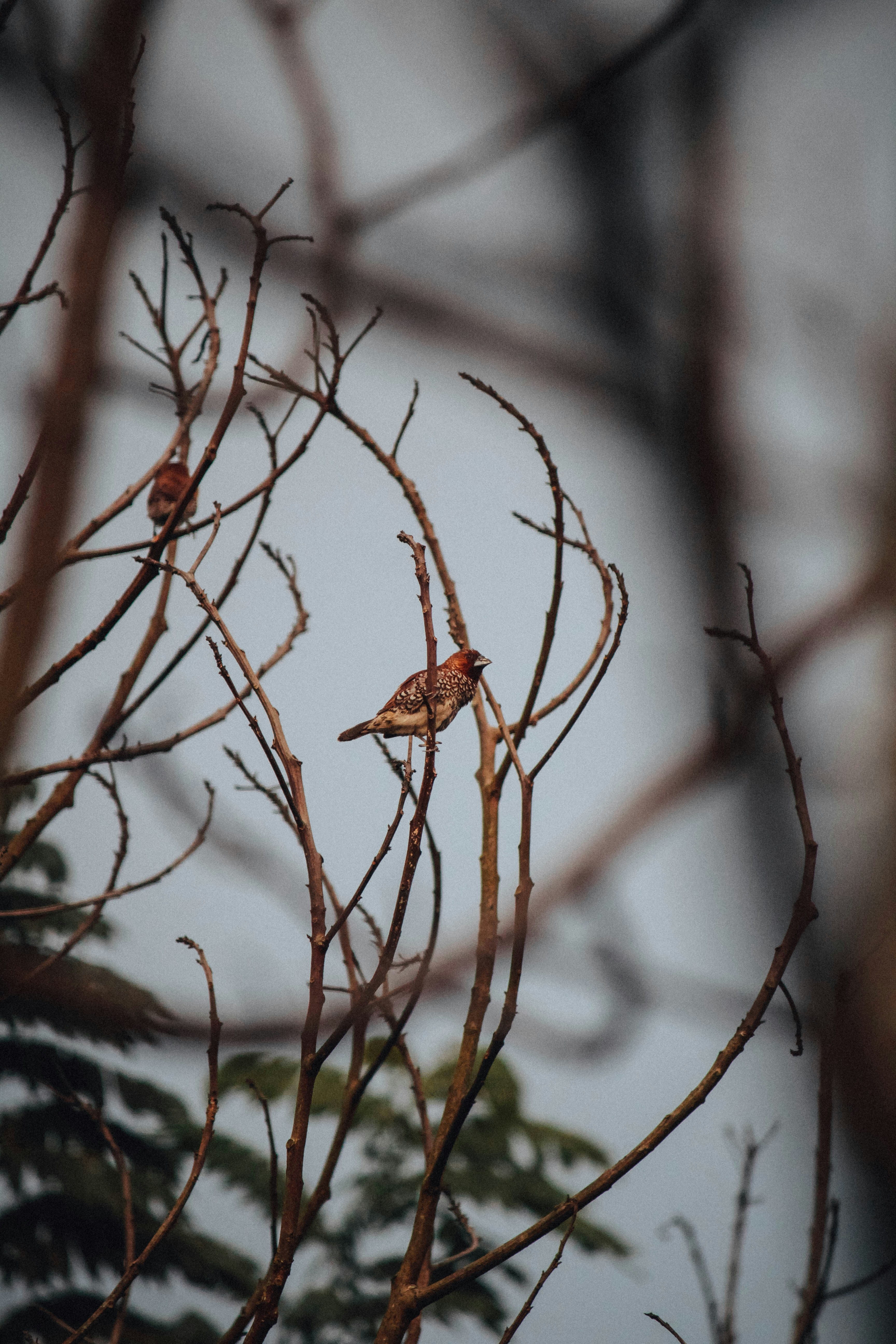 Twigbound: A lone warbler on winter thorns