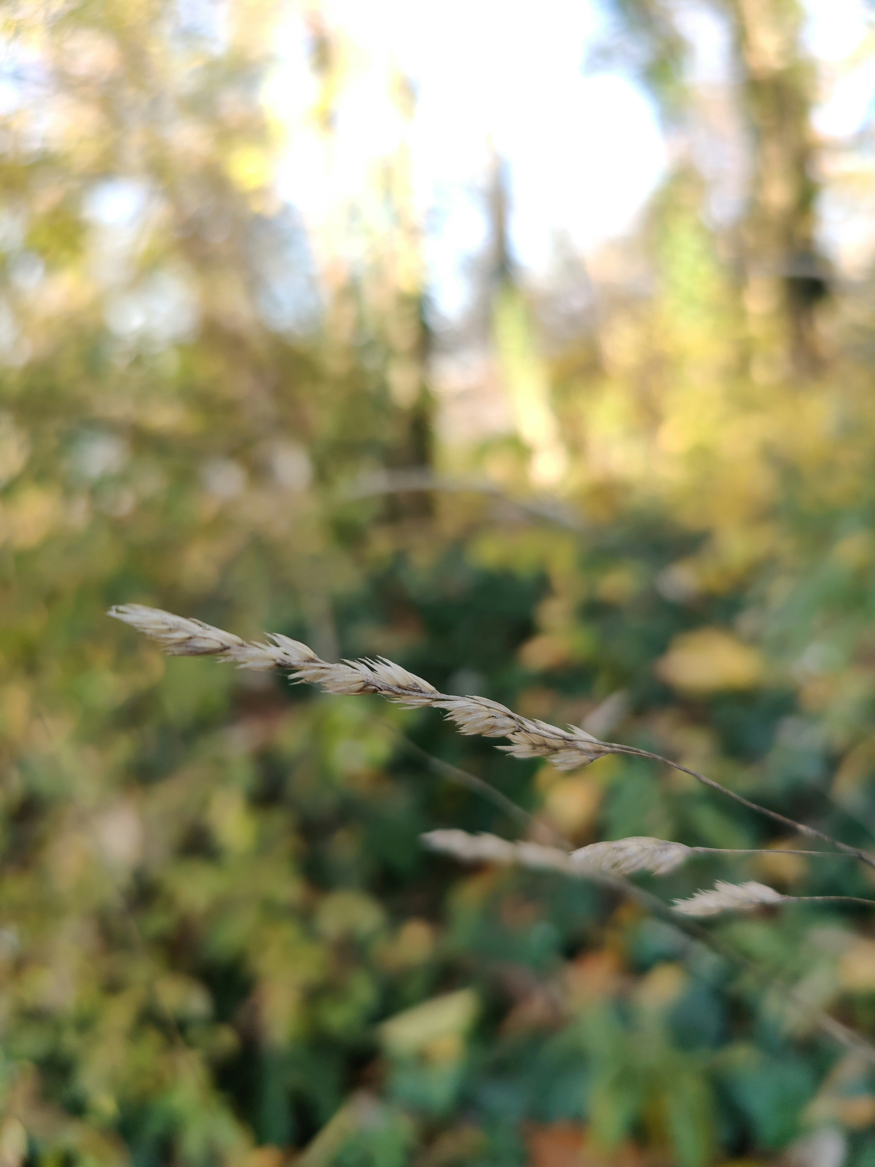 Whispered Seed in a Velvet Forest