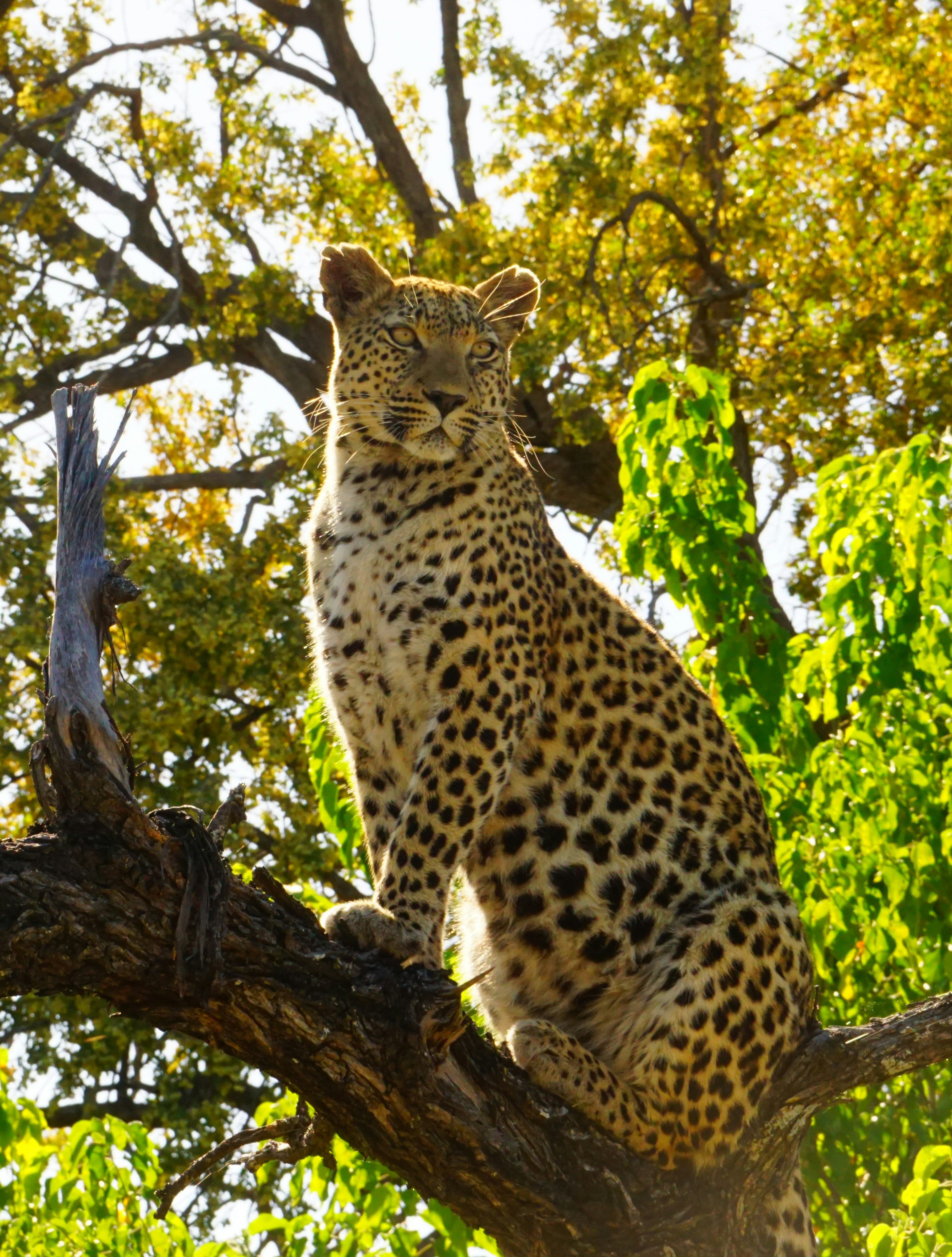 Foto Un leopardo sentado en la cima de la rama de un árbol – Imagen ...