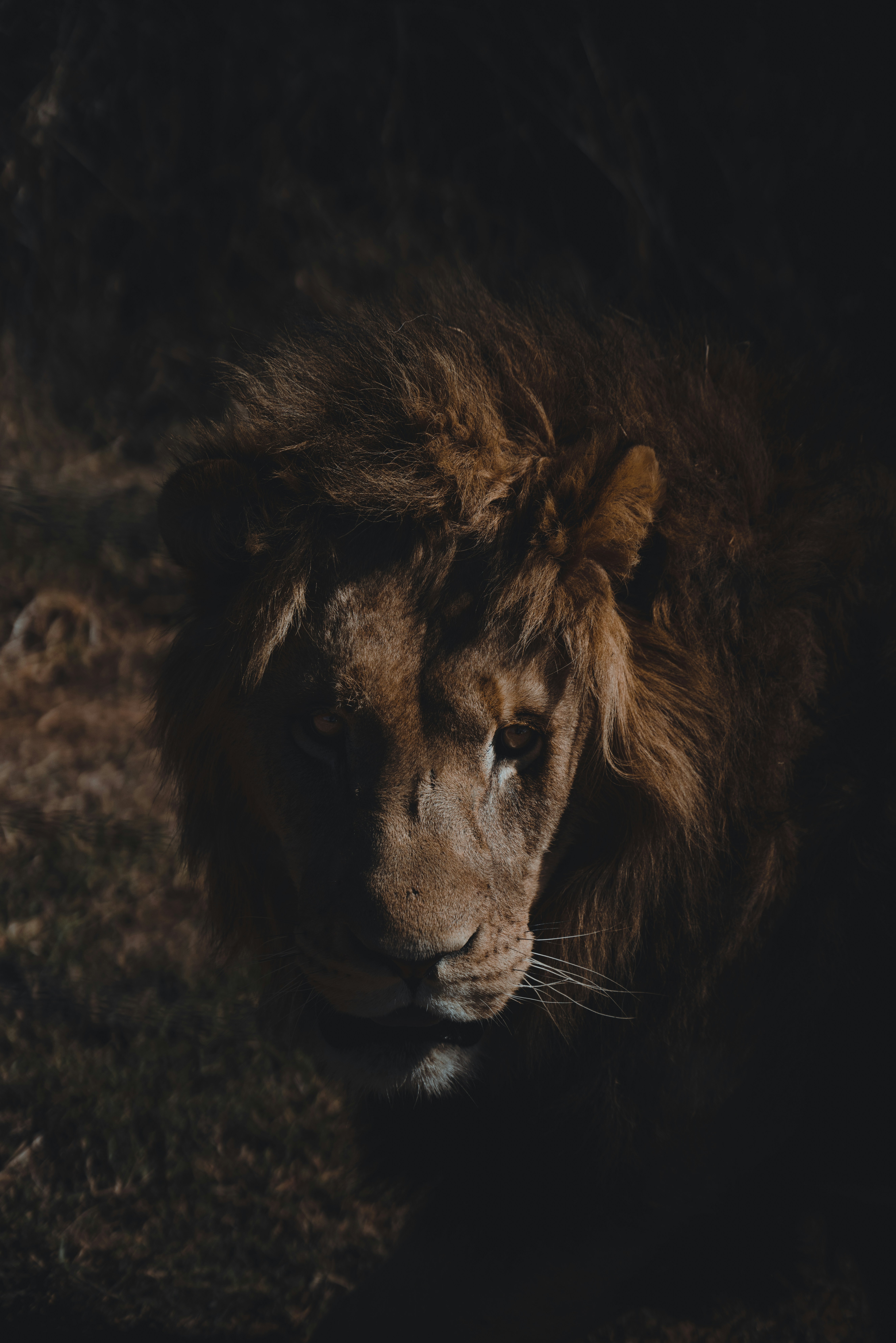 a lion looking at the camera