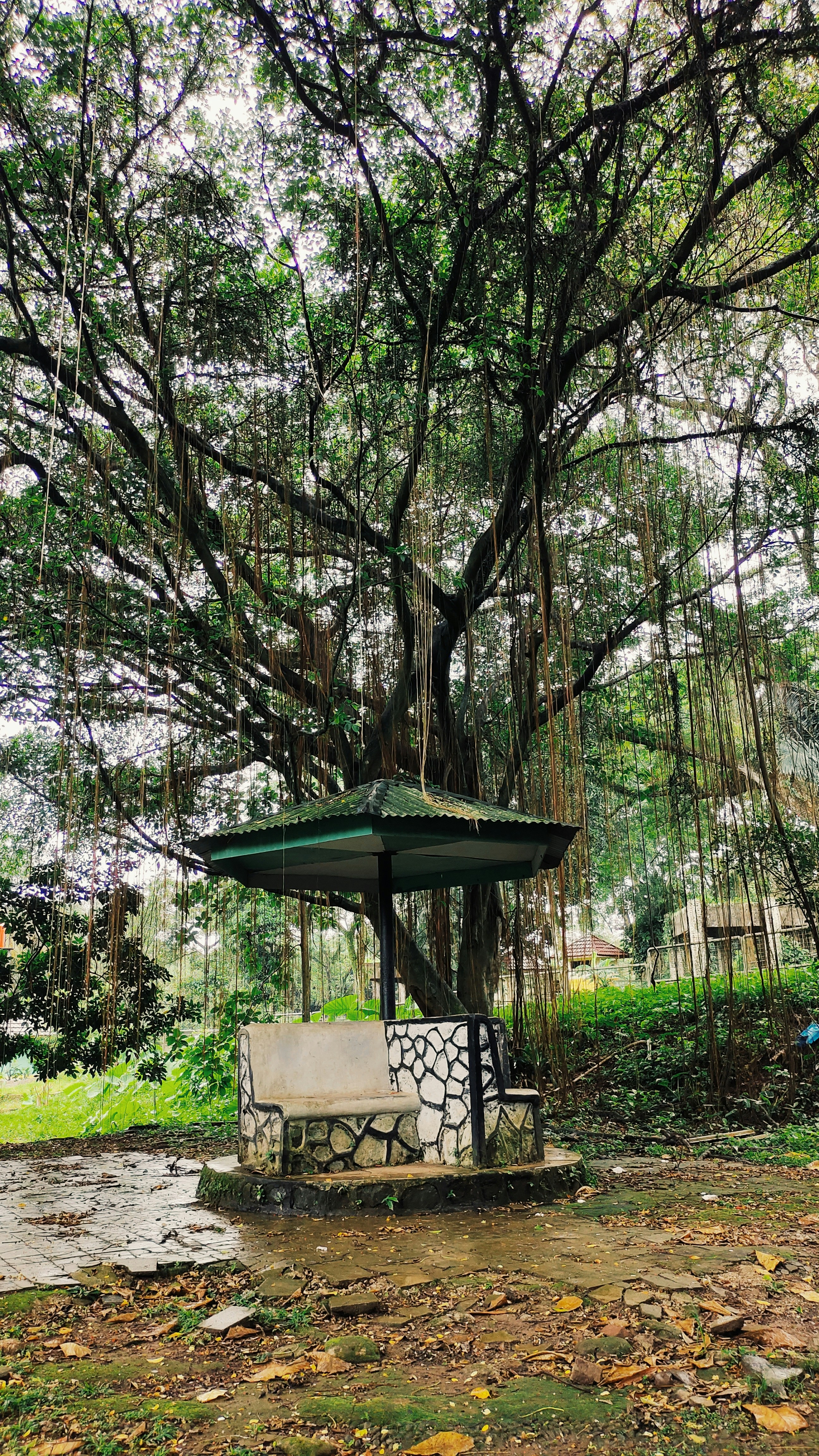 Banyan Haven: Bench Beneath a Canopy of Hanging Roots